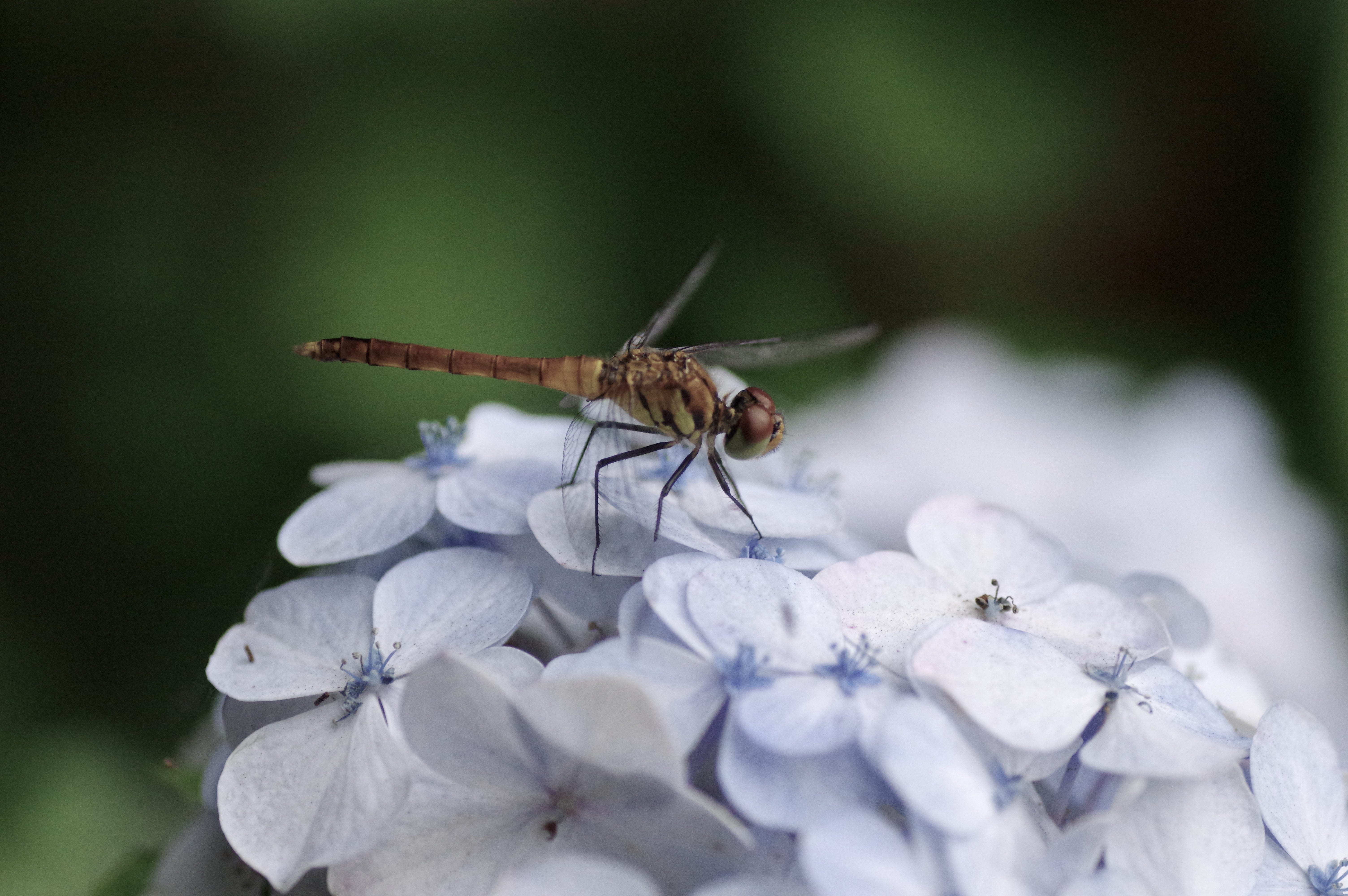 The Camera You Have - by Joel Neff - 91 Days