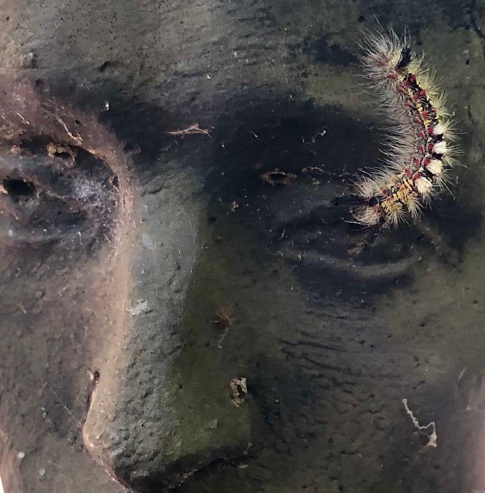 They clack their teeth to ward off predators.