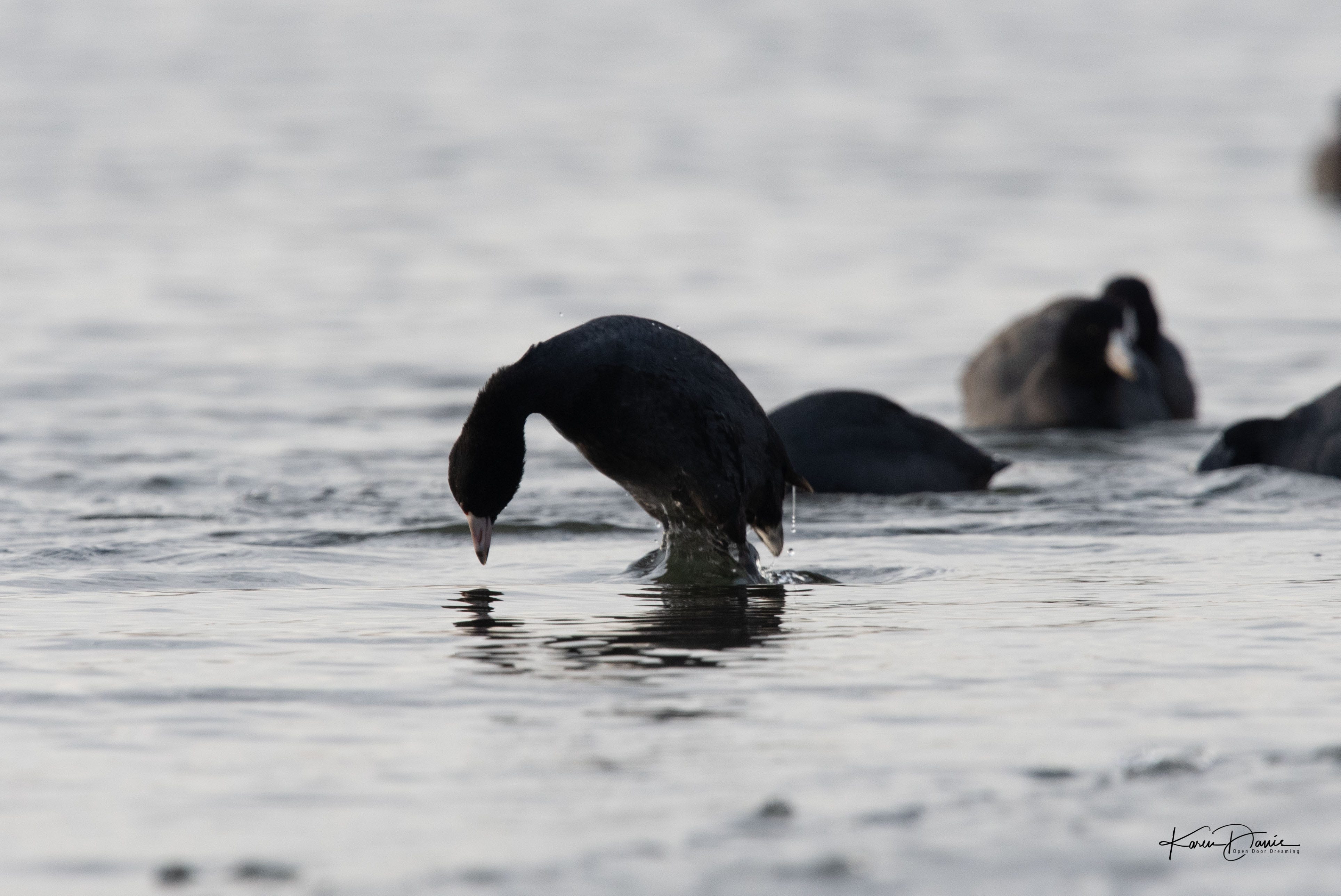 The Cootie Portal - by Karen Davis - Life in the Real World