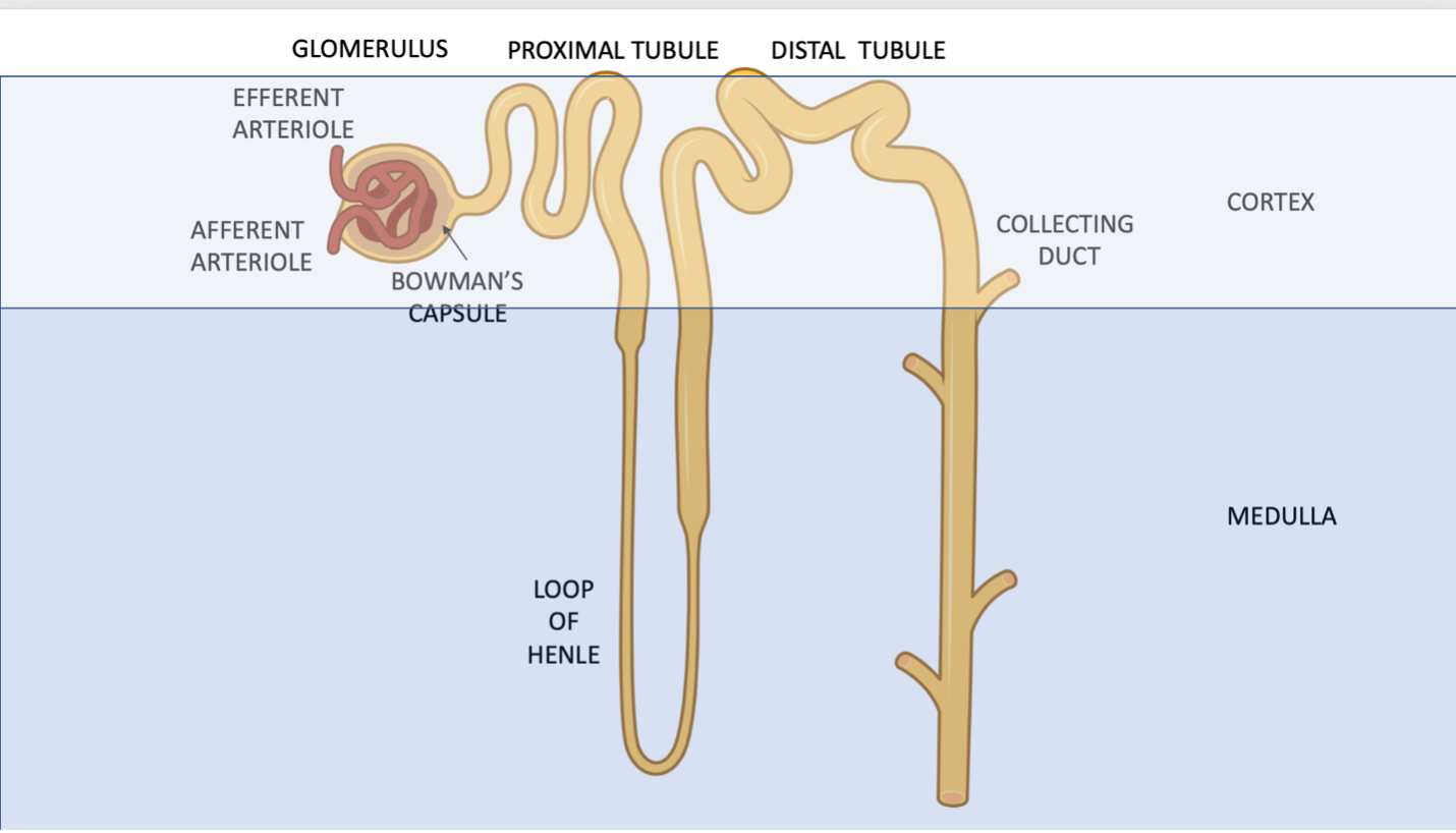 HOW THE KIDNEYS WORK - PART 3 - by Stephen Fadem