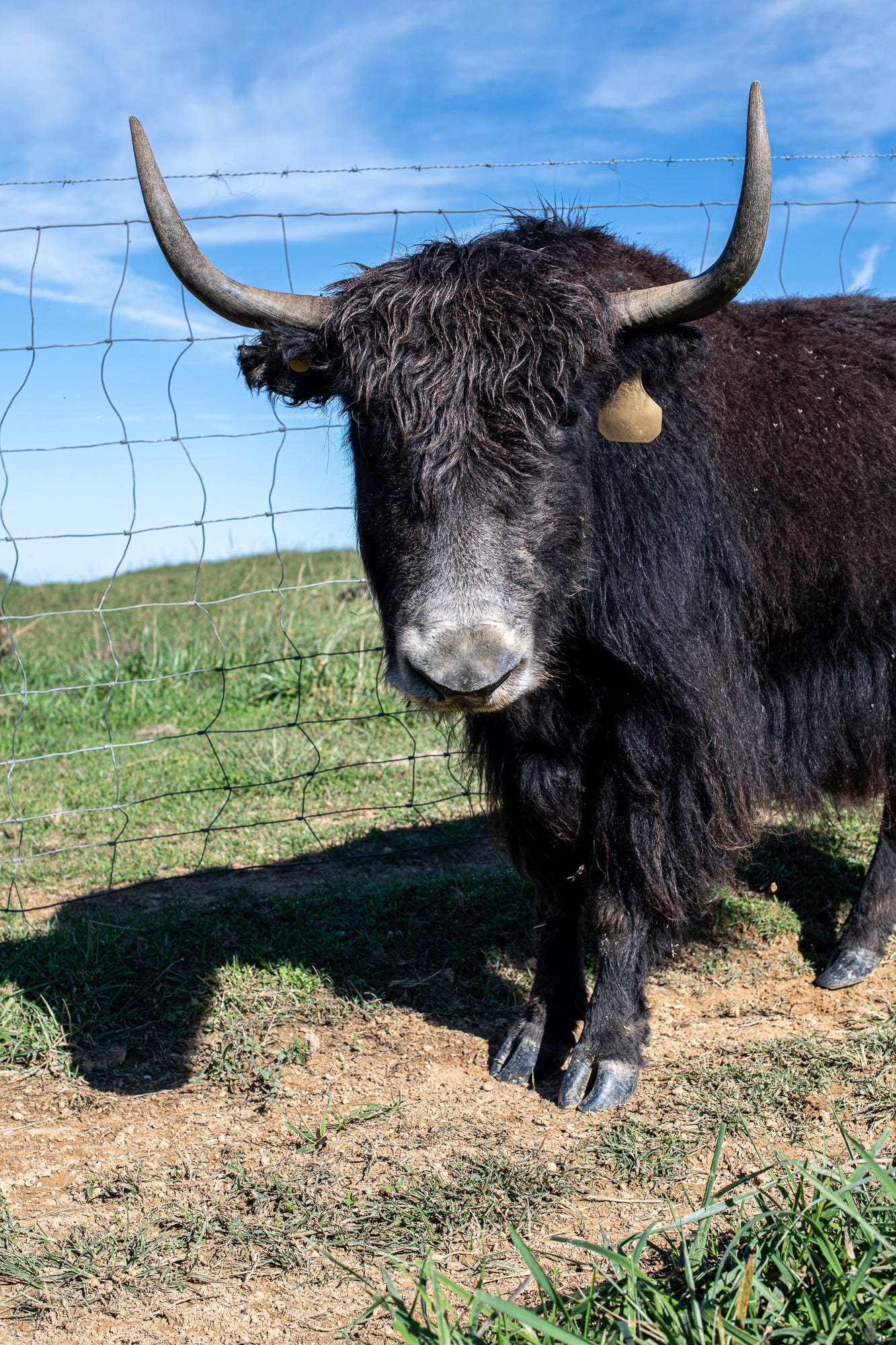 Could Yak Crossbreeding Make Kentucky Beef More Sustainable?