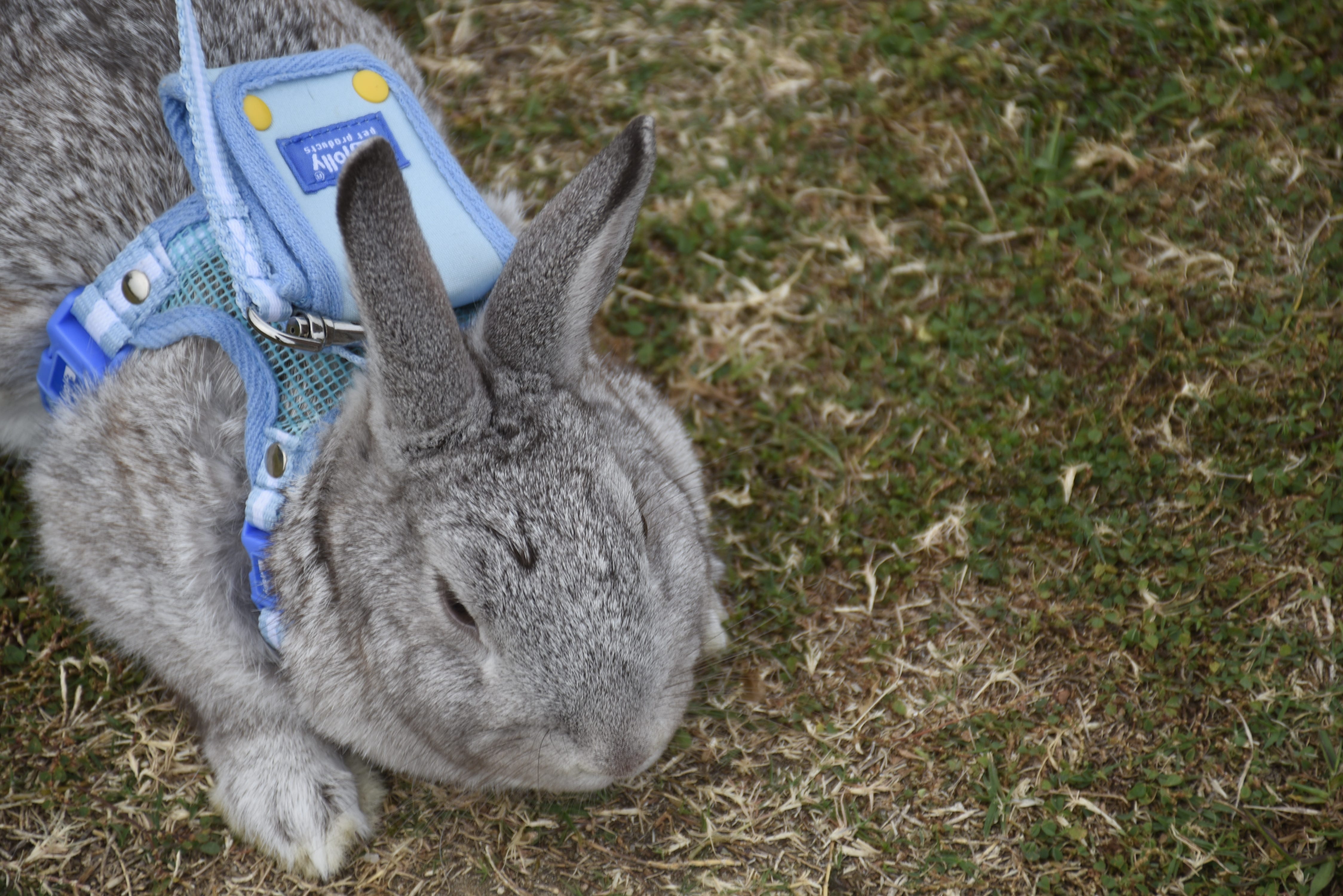 Are Emotional Support Animals Legit?