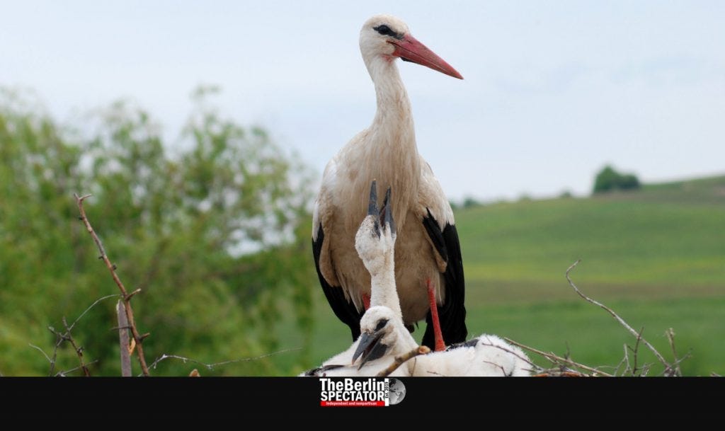 Germany: First Storks Show Up in Brandenburg
