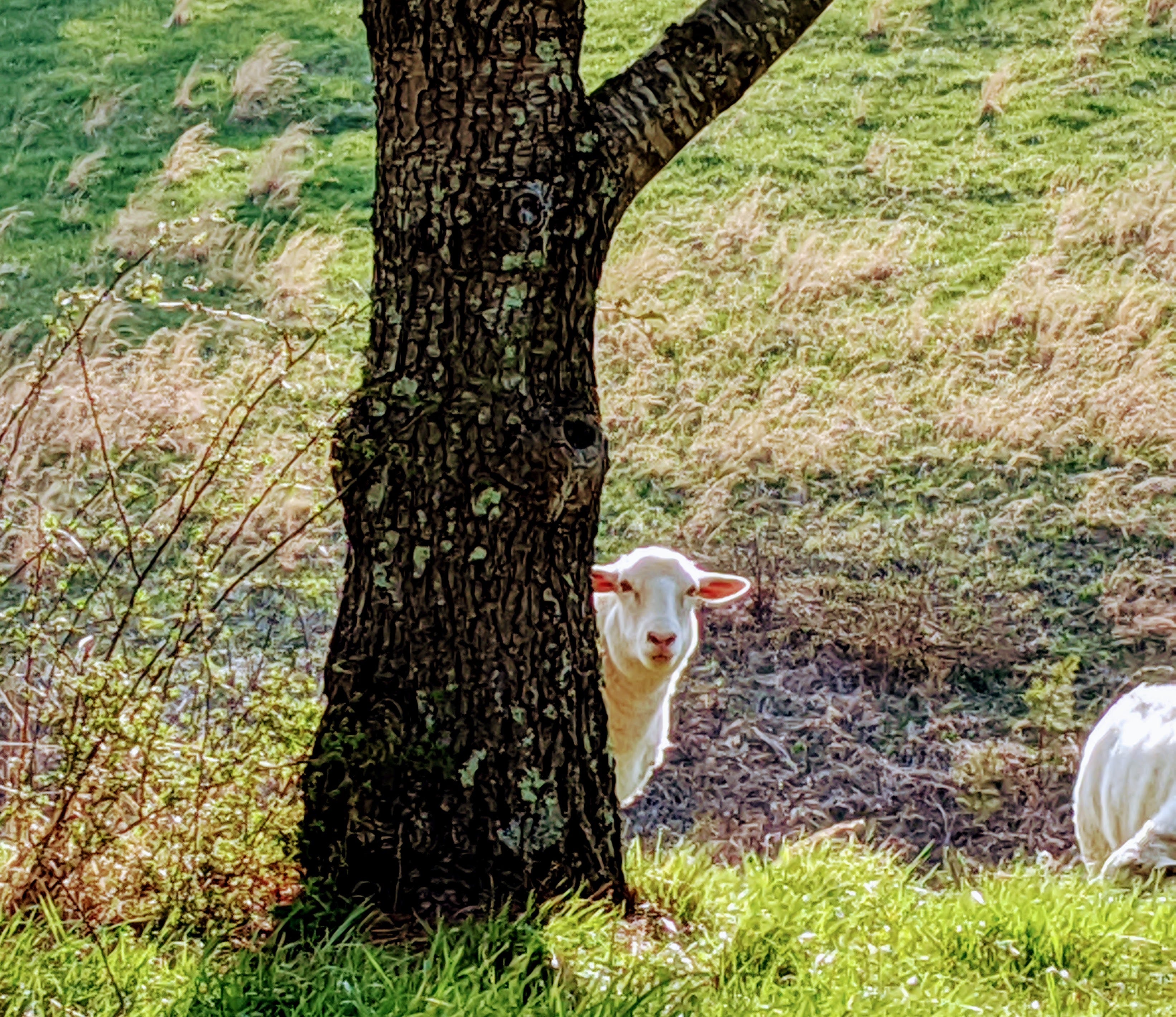 Hey, Ewe There - by AC Shilton - AffirmationChickens