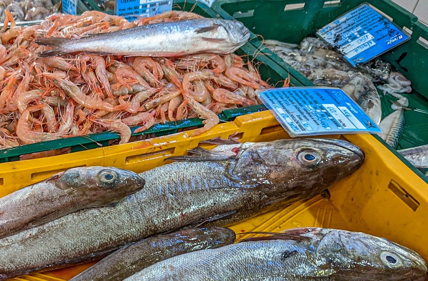 The Croatian Fish Market: The Fish Speak!