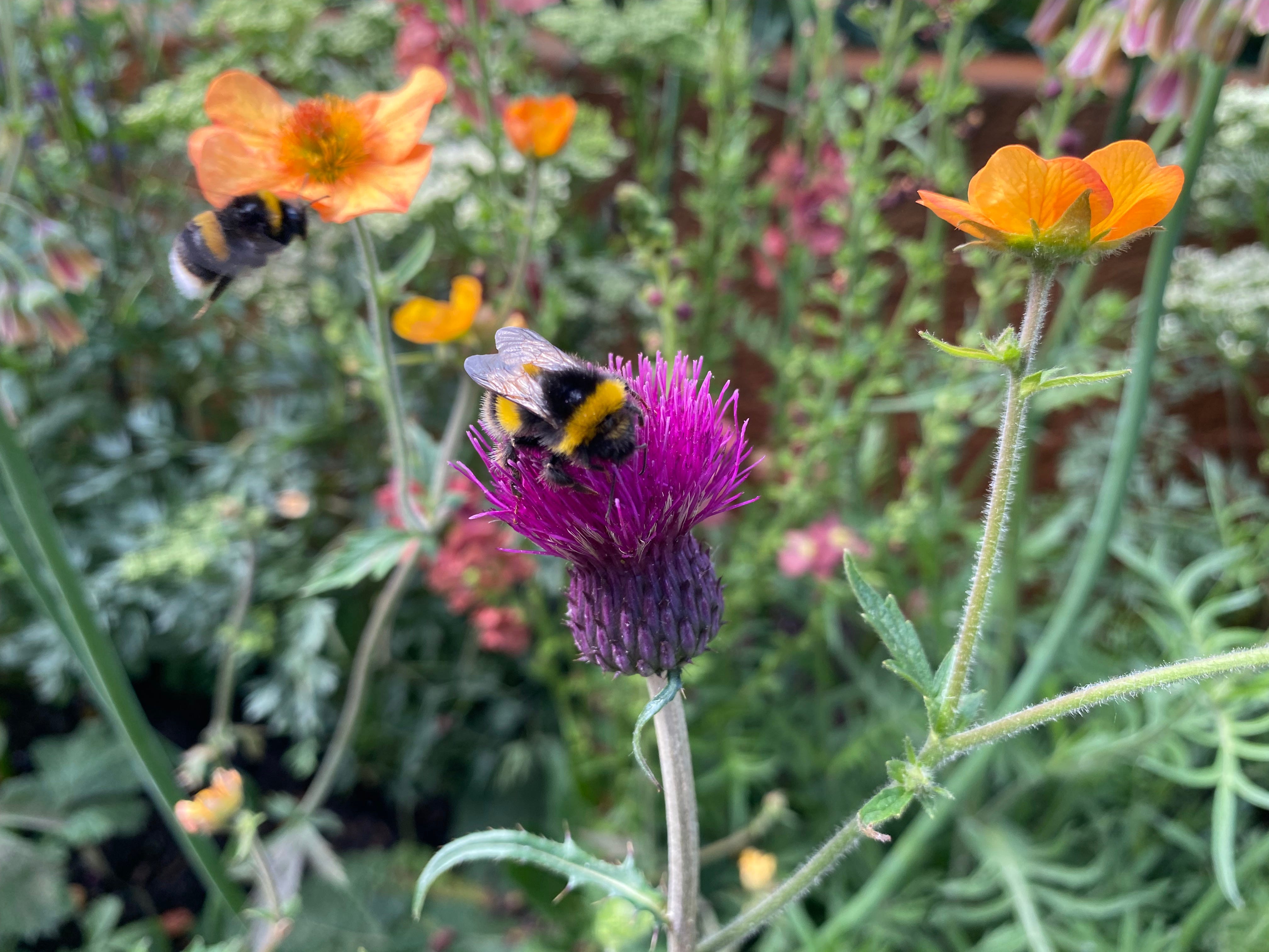 9 lessons from this year’s Chelsea Flower Show