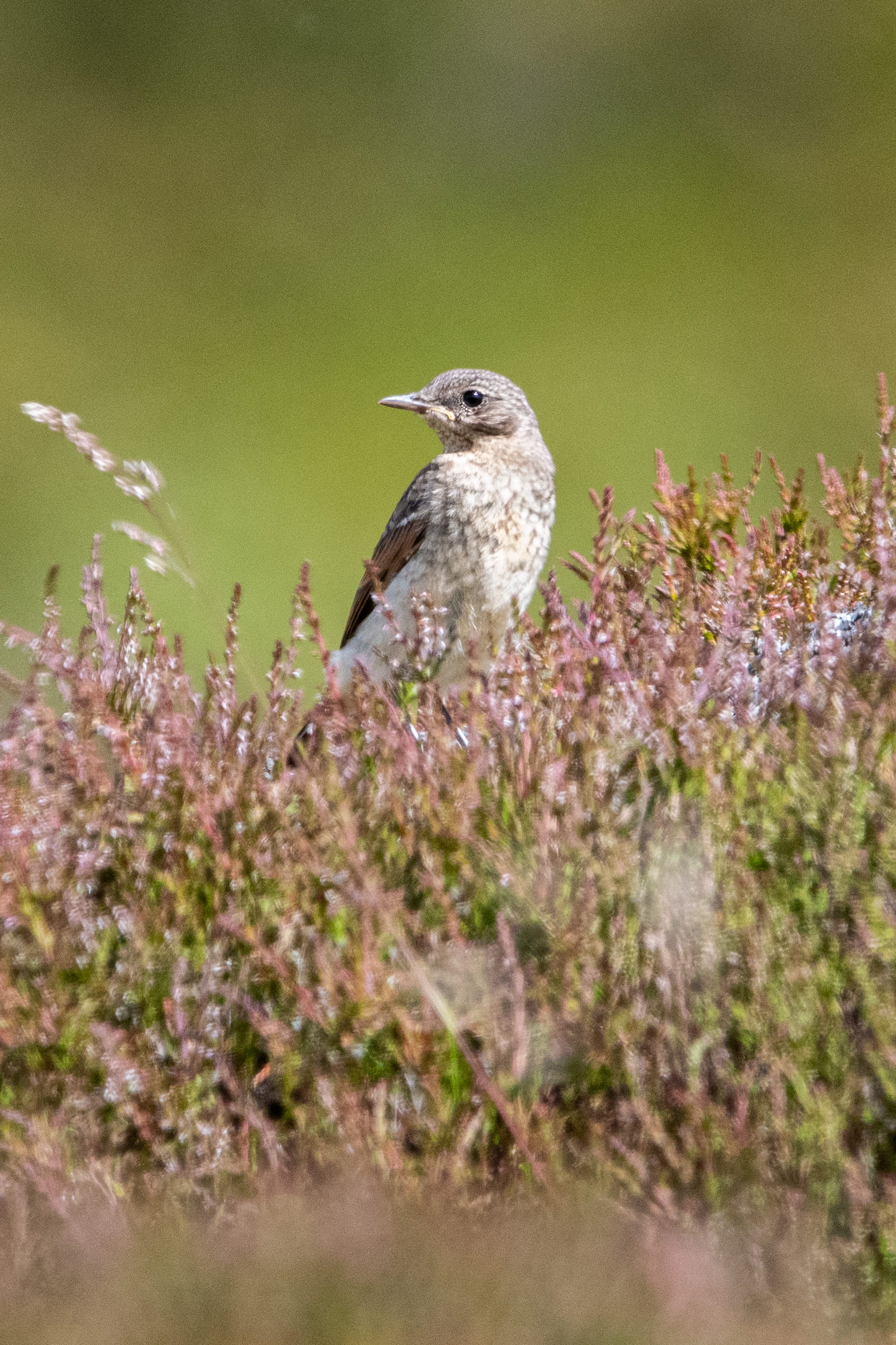 The Cairngorms - by Caleb Crain - Leaflet