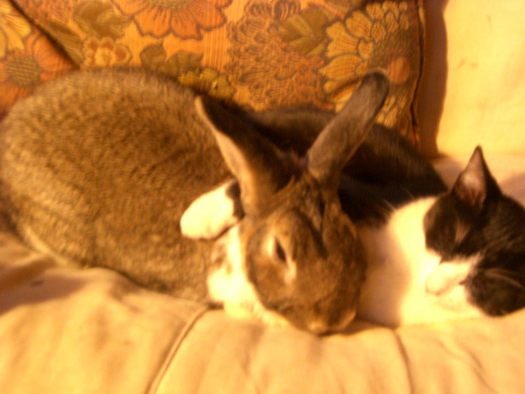 Rabbit = Good Friend - by Noah Smith - Noahpinion