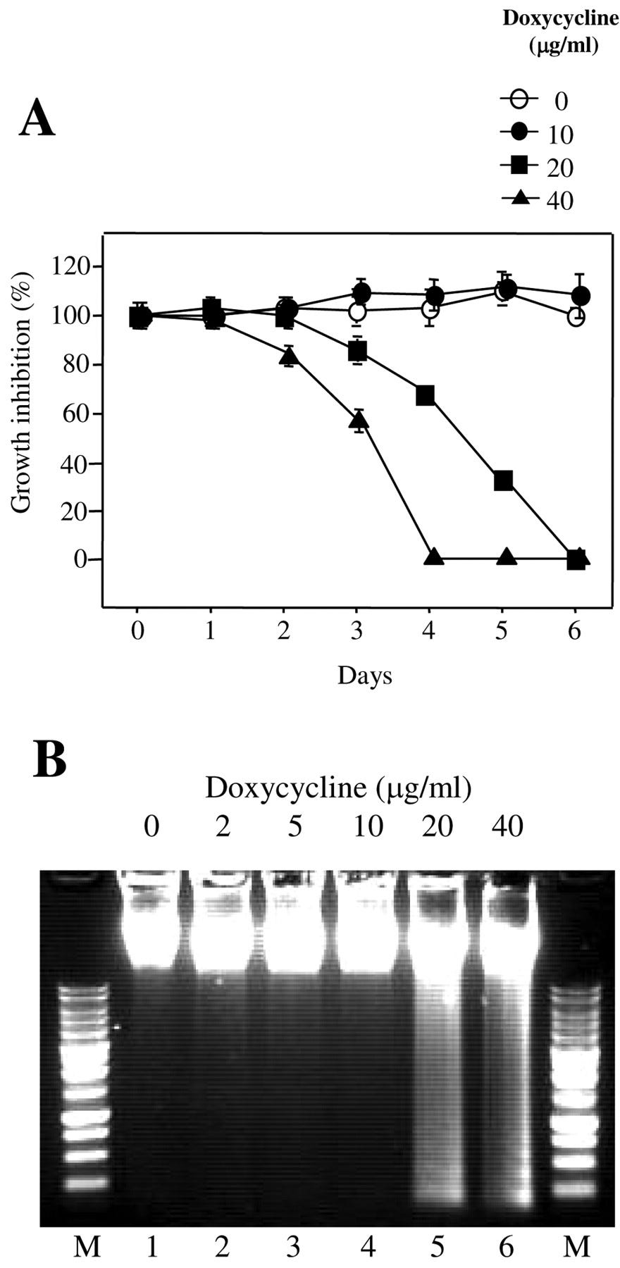 Repurposing of the antibiotic Doxycycline as an antiviral and anti ...