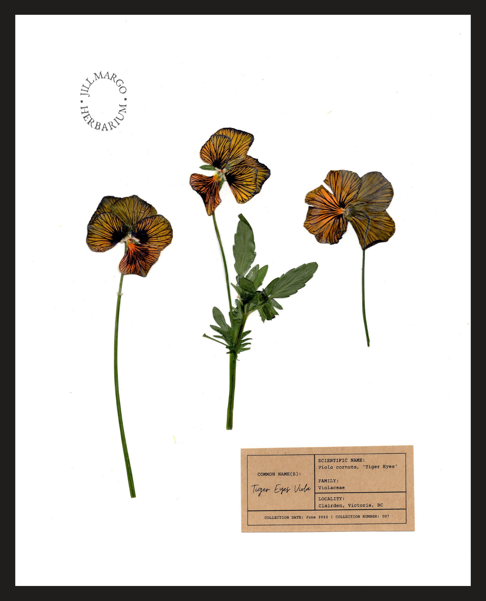 Issue No. 4 - by Jill Margo (she/her) - The Outside In