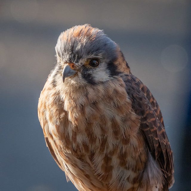 Falcons of Western Canada - by EcoFriendly Sask