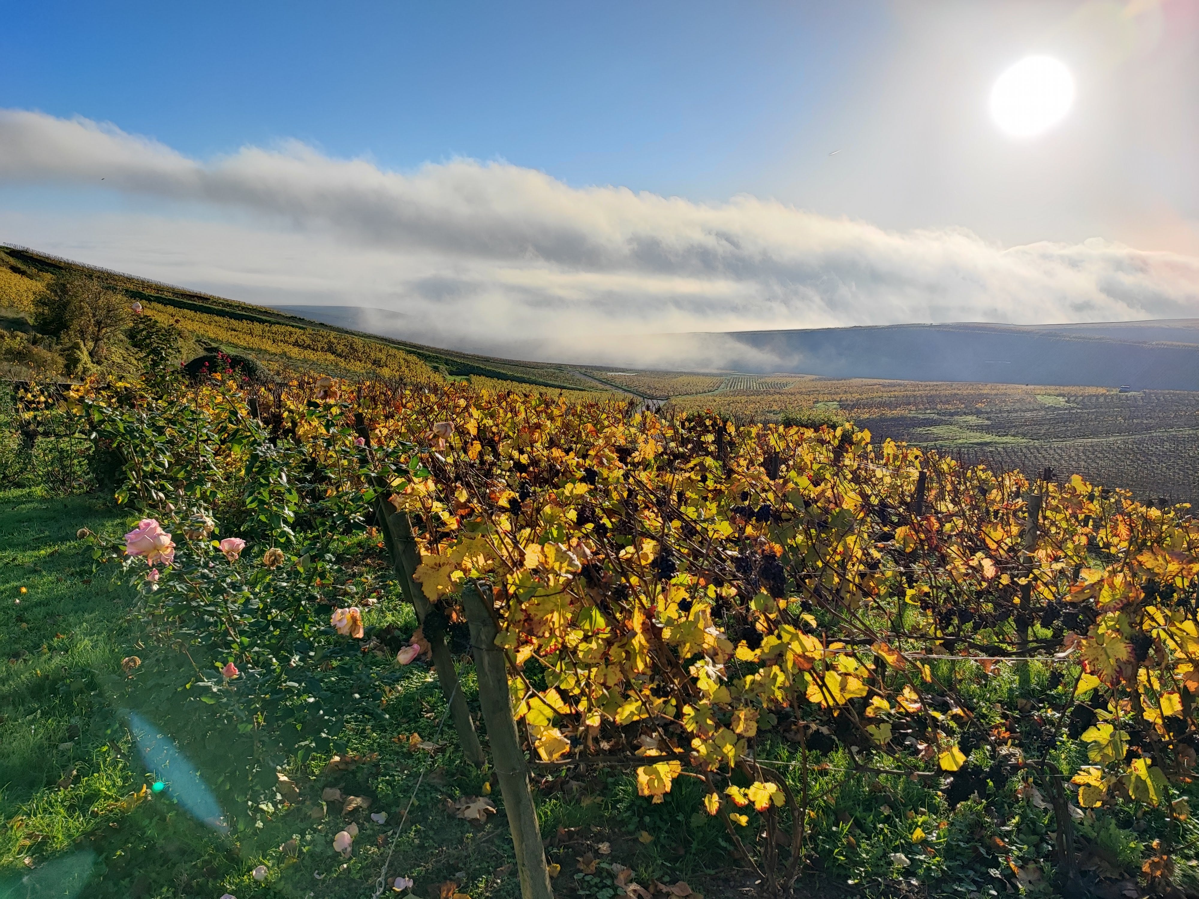 Nose To The Grindstone - by Tom Hewson