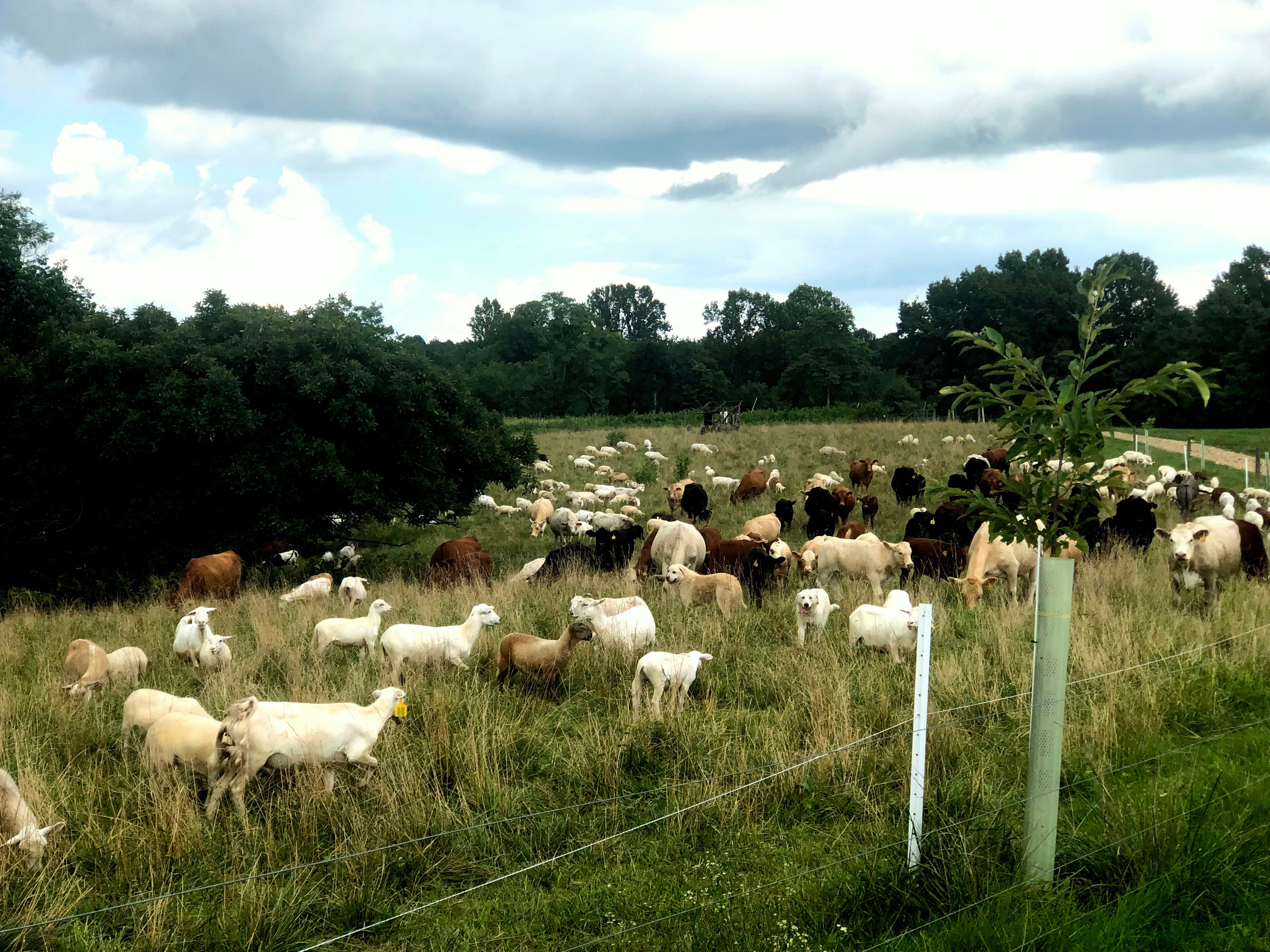 PASTURE WALK at BIG SPRING FARM, - Greg Brann Timely Tips