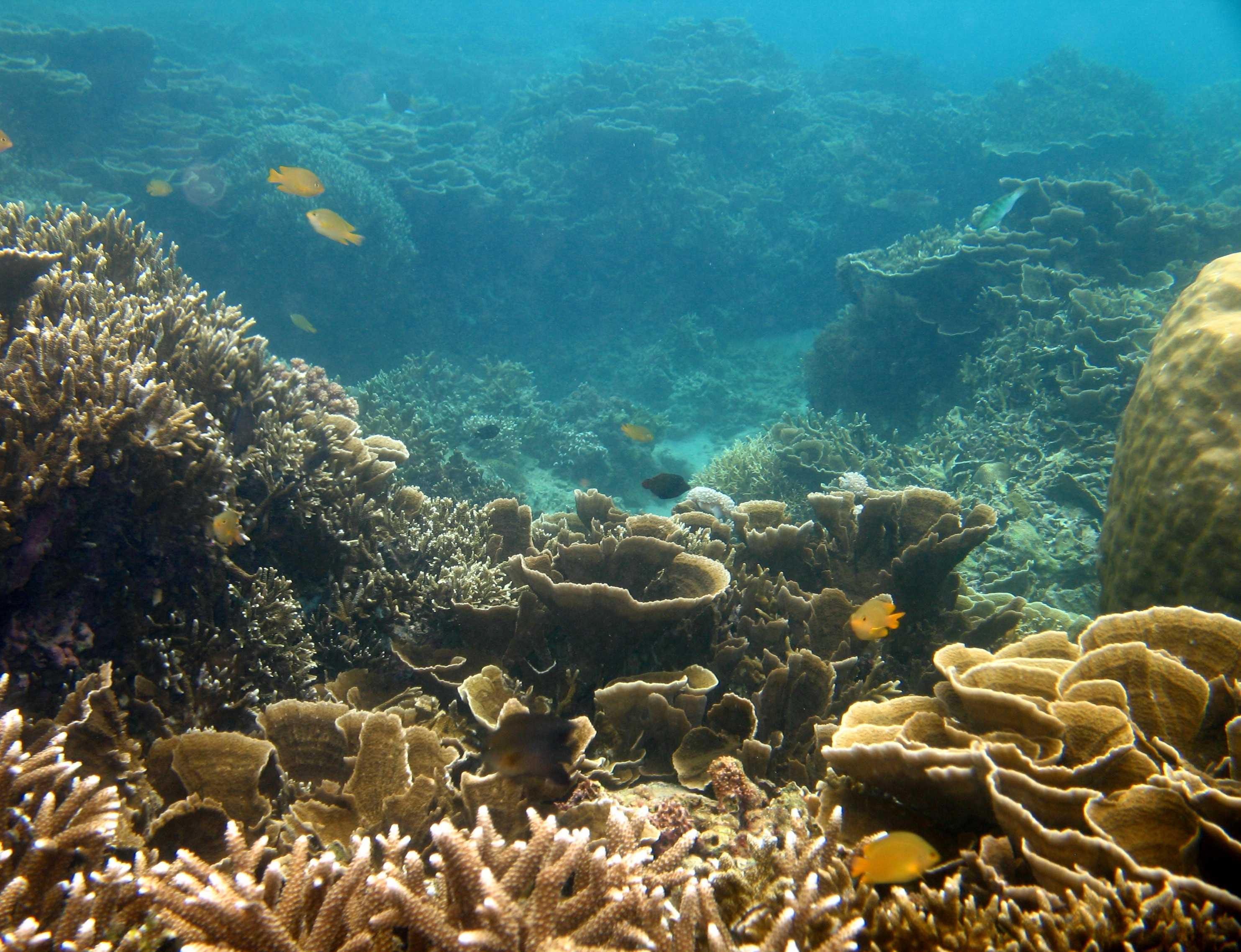 All About Coral Reefs - Arhan's newsletter