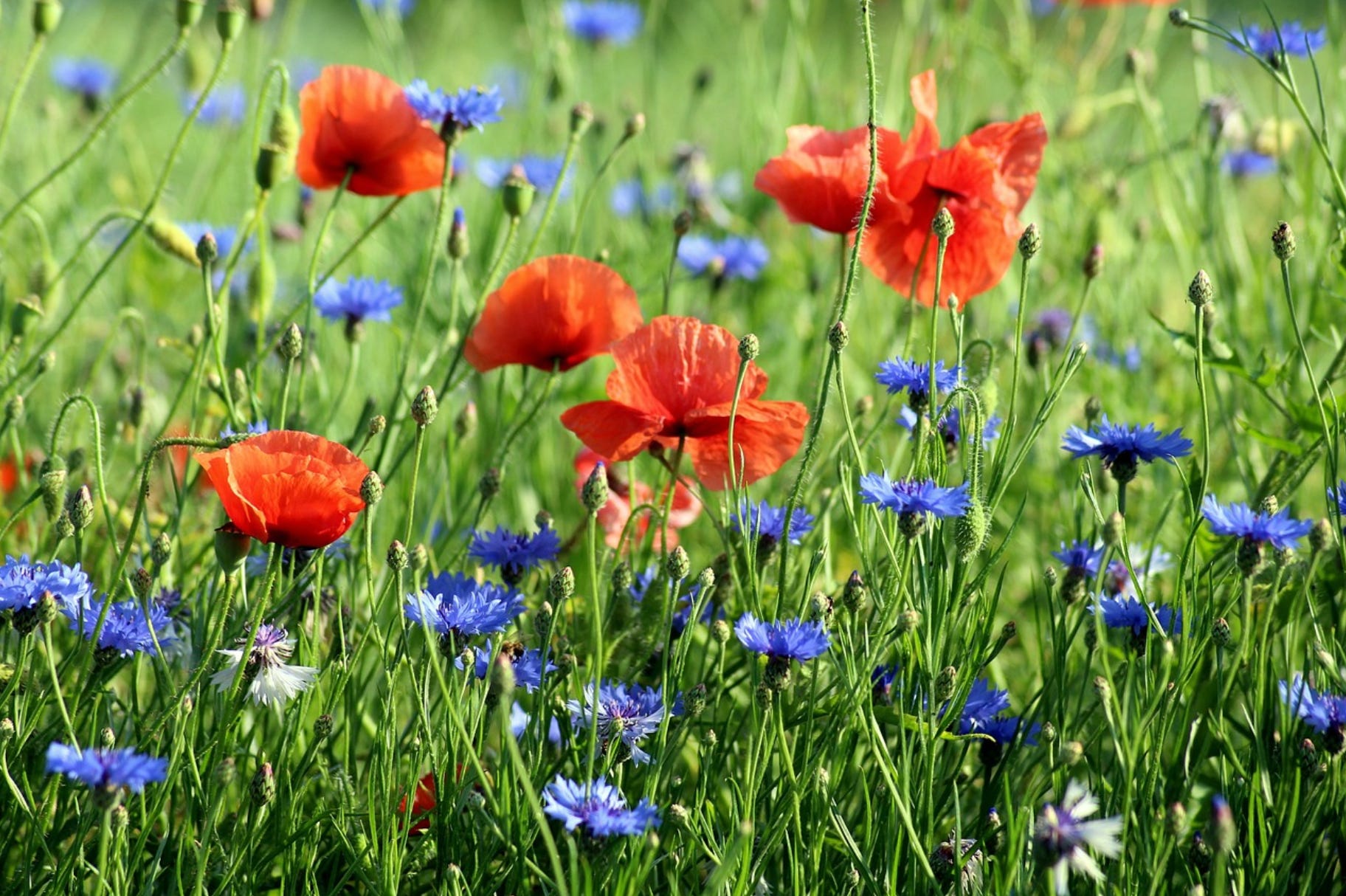 Sun-kissed Wildflowers - Jenise Cook's Creative Journey