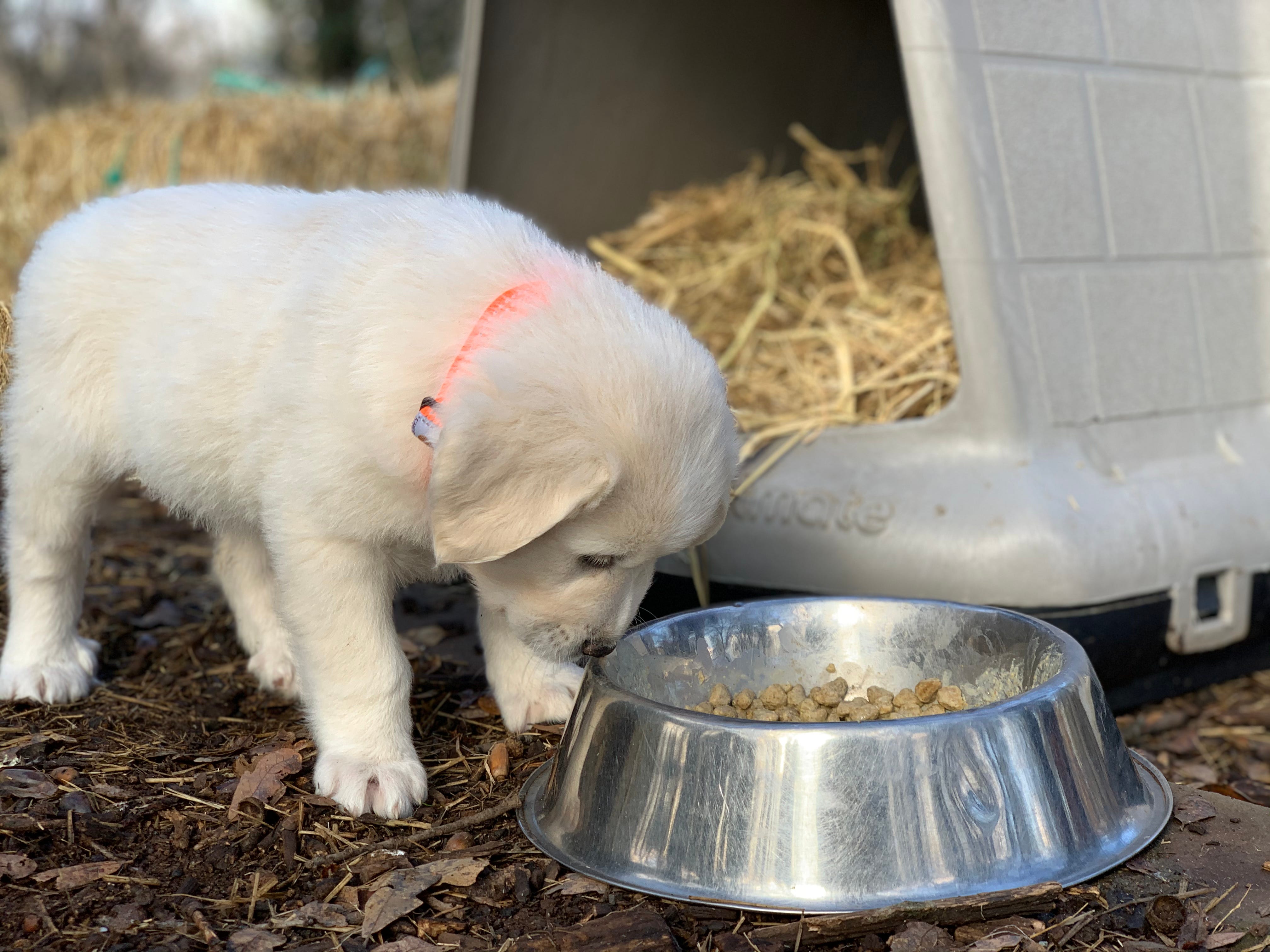 Know That's Normal - Canine Edition - by A. L. Bork, DVM