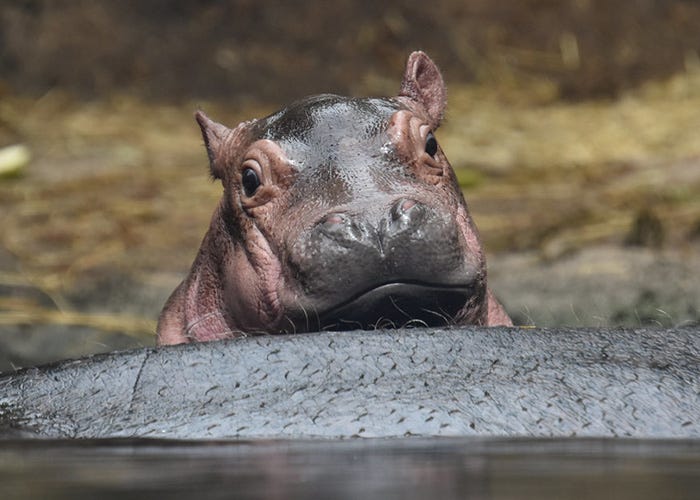 Baby Fritz and his Hippo Handler, A Kind of Love Affair