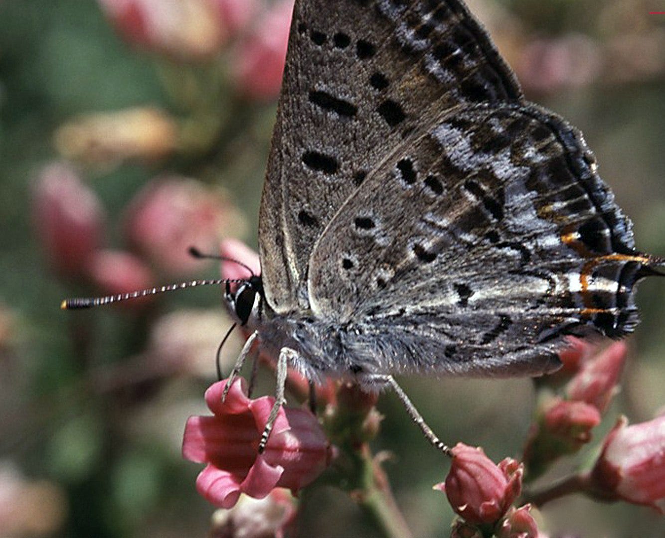 Vanishing butterflies and solar scuffle
