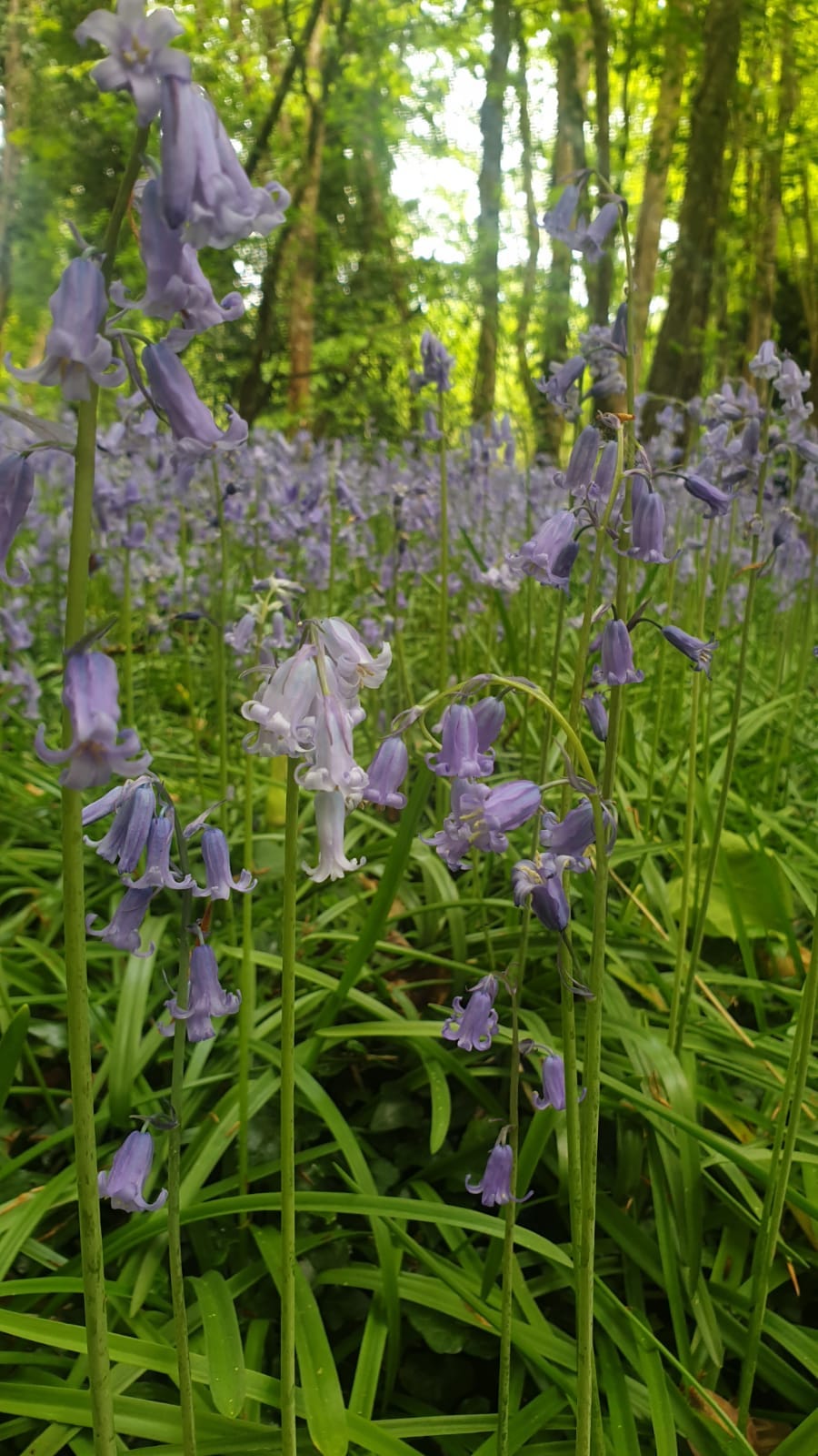 Integration - by Ellowen - INHABIT