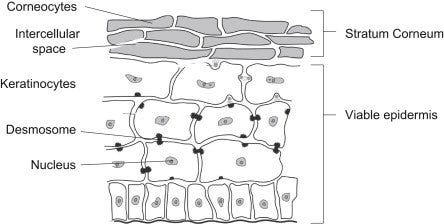 Skin Secrets #1: The Corneocyte Phenomenon - by Fawn B.
