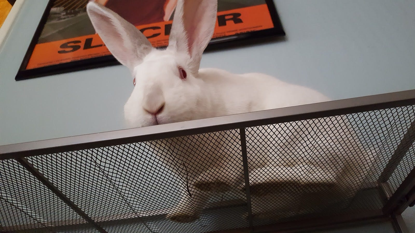 Rabbit = Good Friend - by Noah Smith - Noahpinion