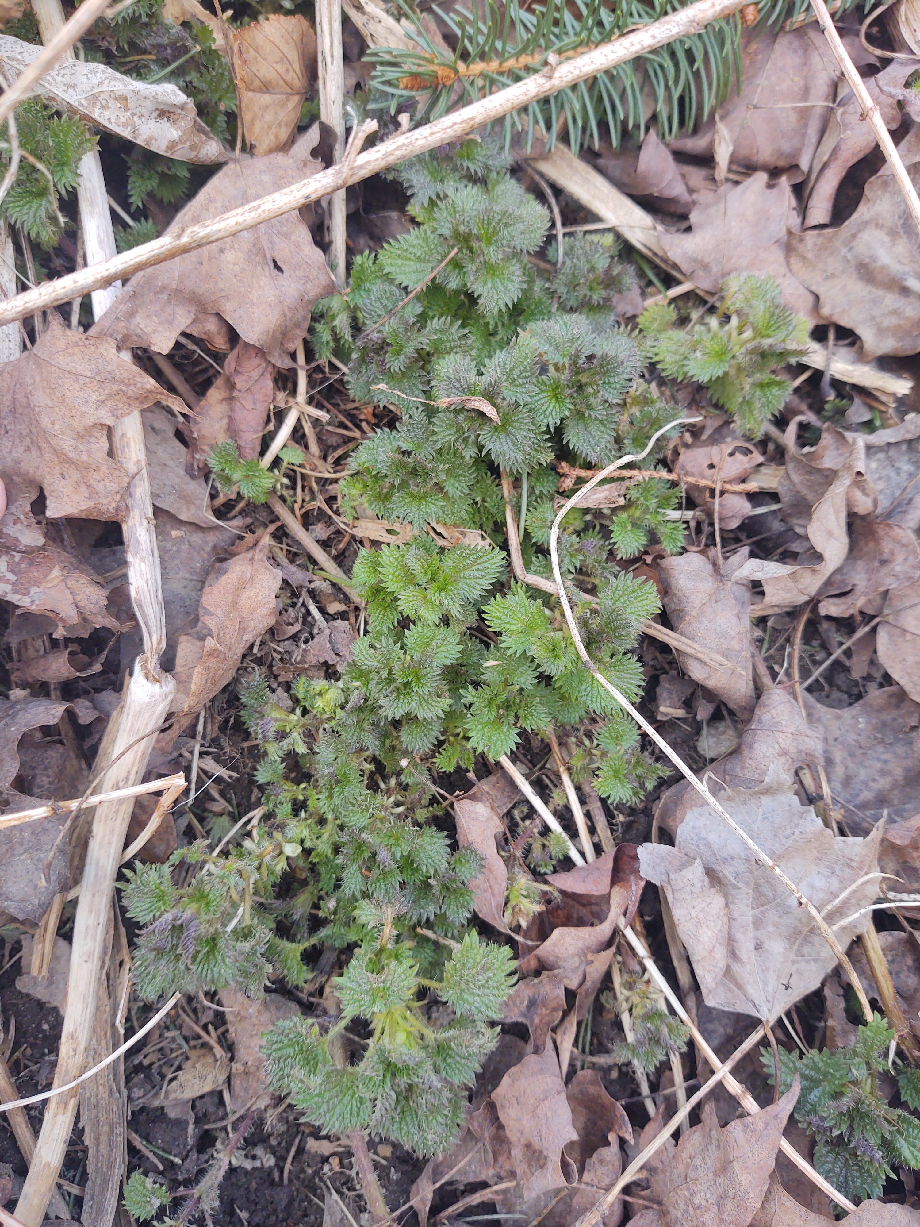 fewer than two weeks until passover!