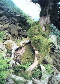 The death-defying Ice Age trees that are still alive in Cumbria