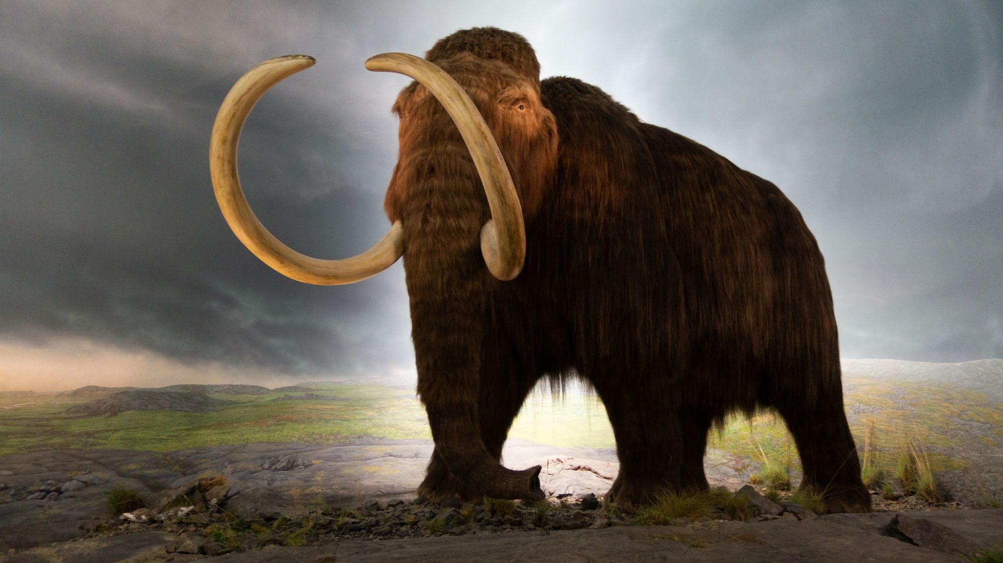 Mastodon, as Explained to Sports Fans - by Bitterwhiteguy