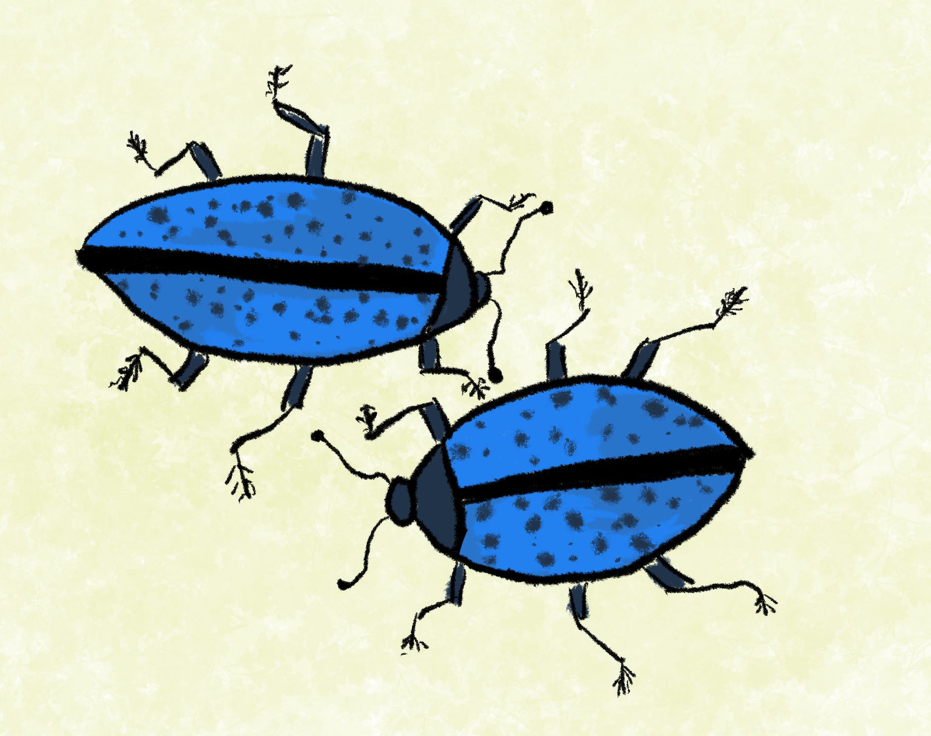 134: Pleasing Fungus Beetle - by Bix - Colorado Wildlife