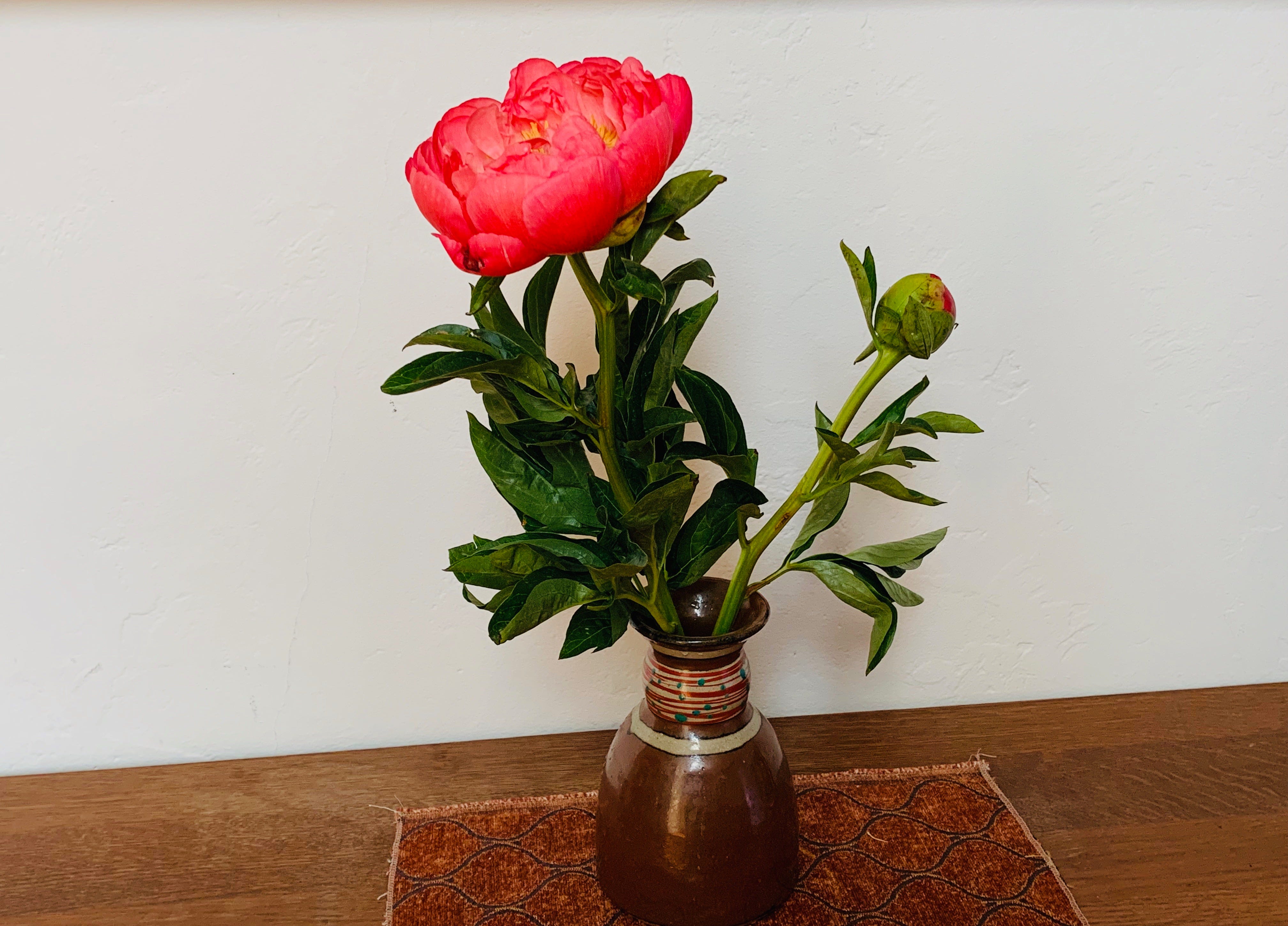 Buson loves Peonies - by Leanne Ogasawara