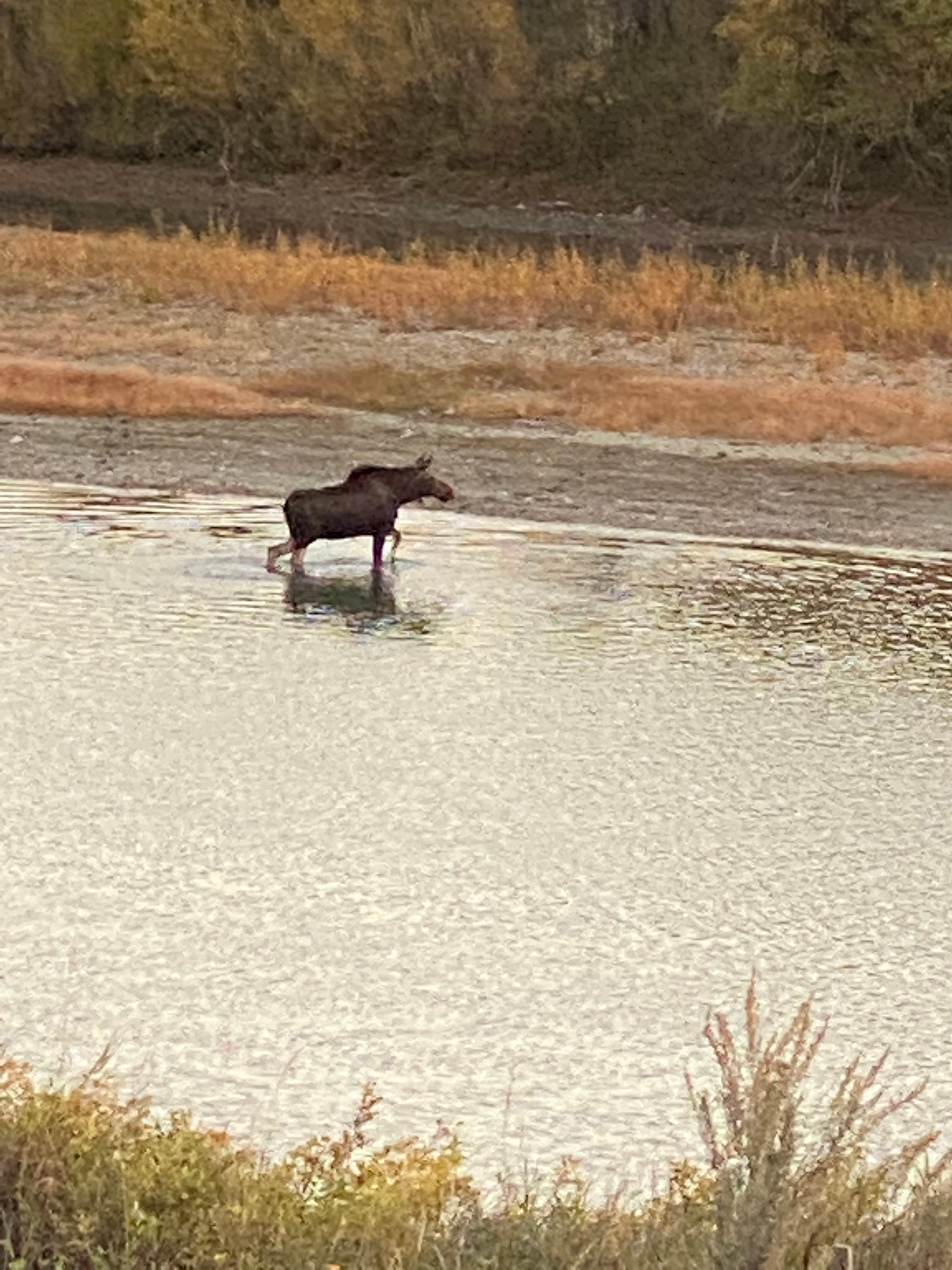 The Gift of Moose and John Bauer - by Monte Solberg