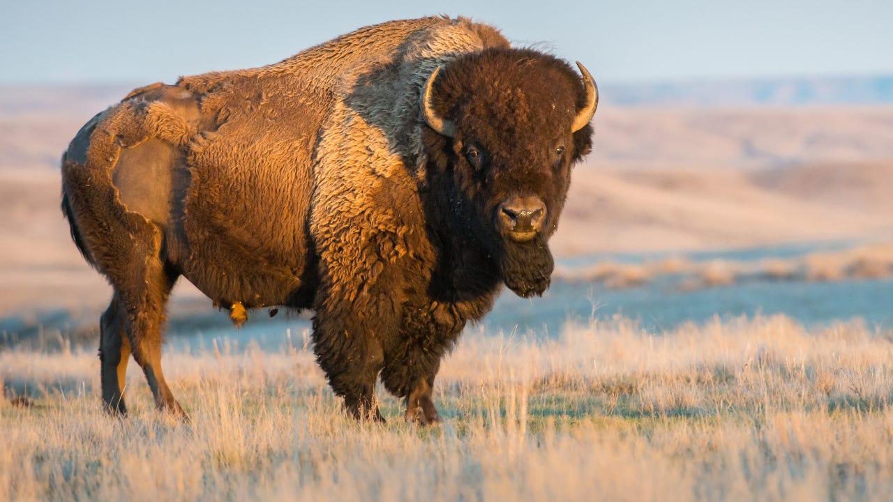 What is Rewilding? - by LettsGroup - LettsSafari