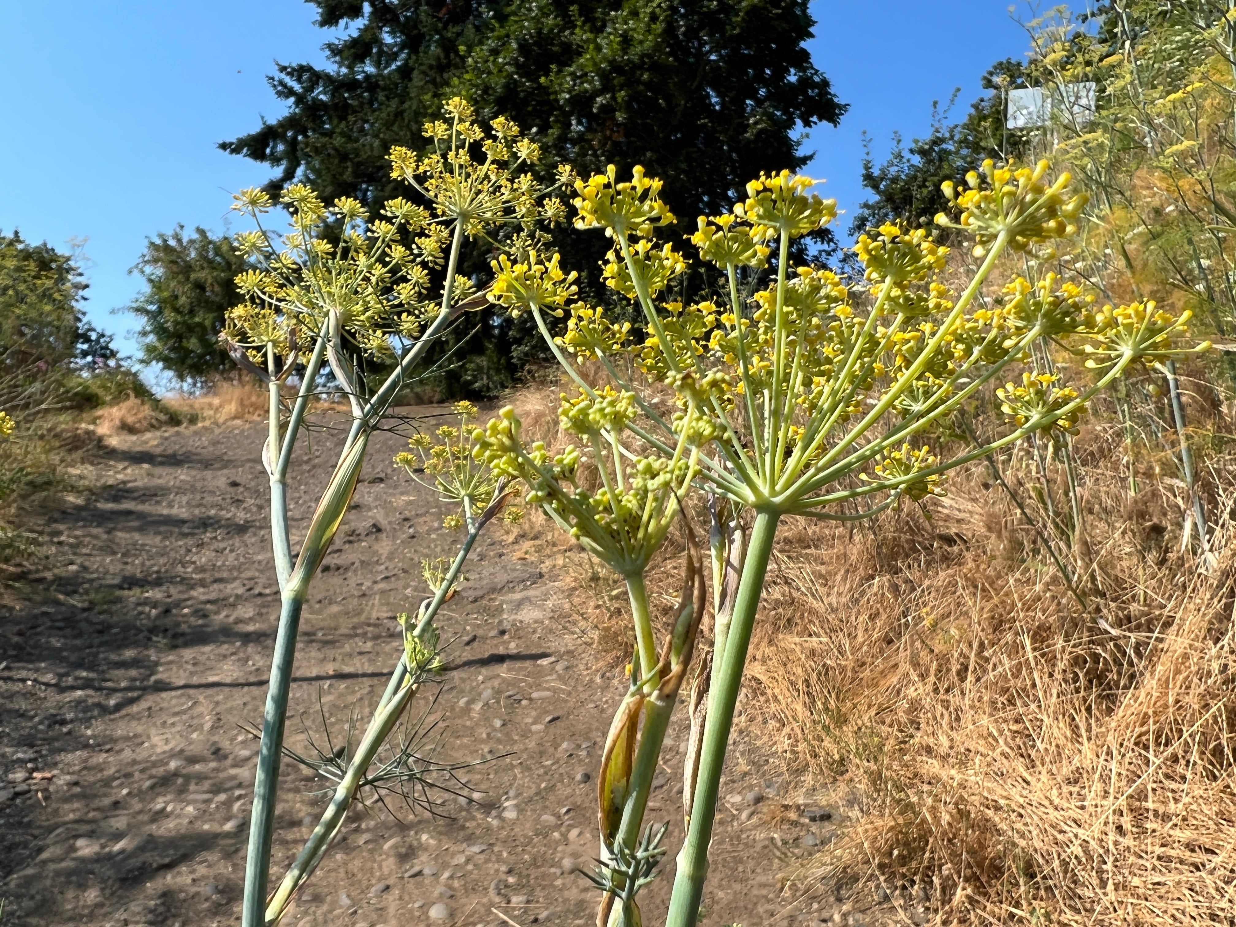 Fennel Plant Dimensions at Chris Shenita blog