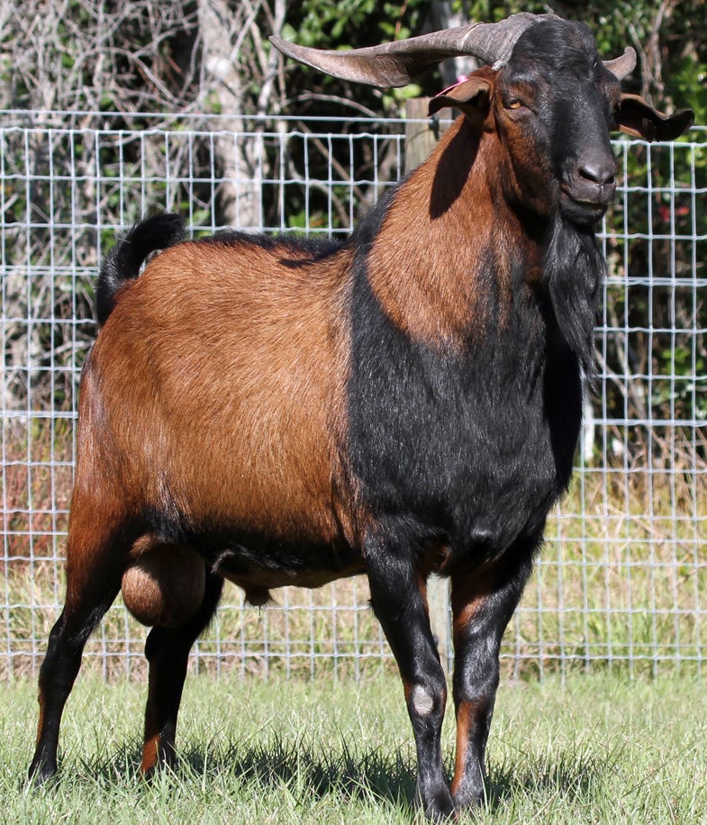 Goat-fil-A - Part 1 - by Bowtied Farmer - The Natural Life