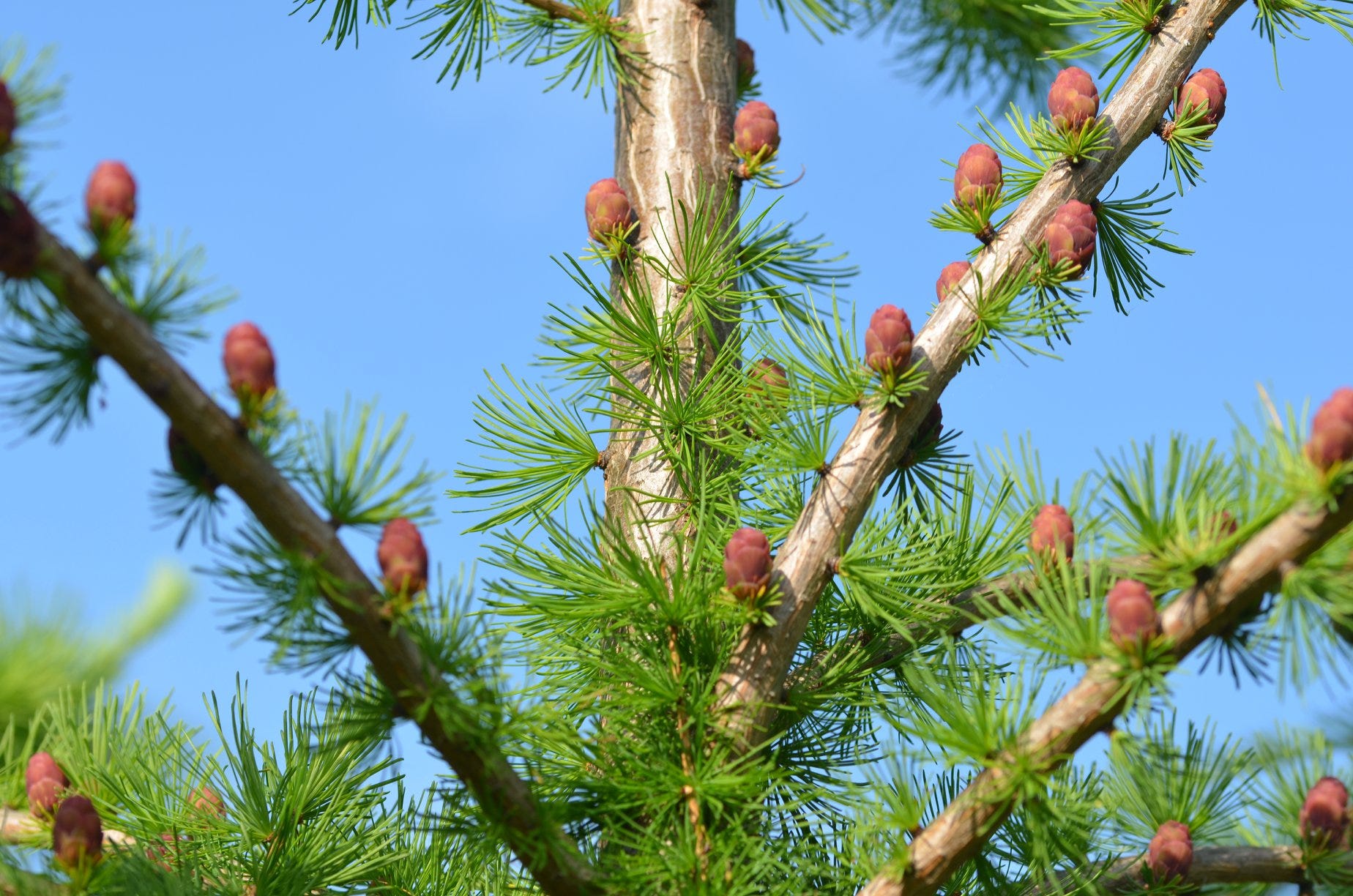 Befriending The Boreal: Introducing our cherished elder, known to some ...