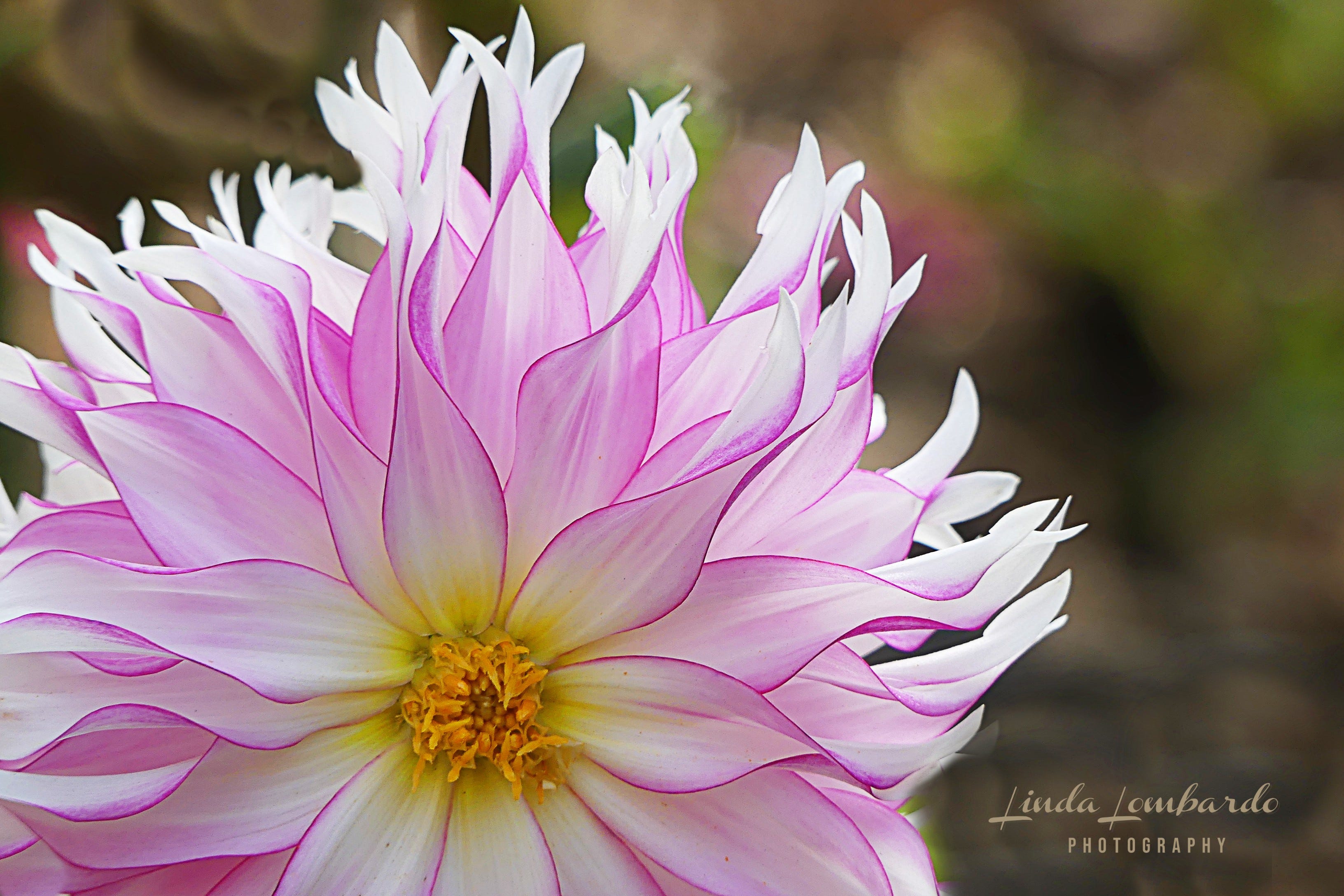 Lessons from the Dahlia Garden