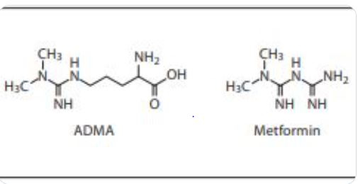 ADMA: One Explanation for the Difference in Heart Artery Disease ...