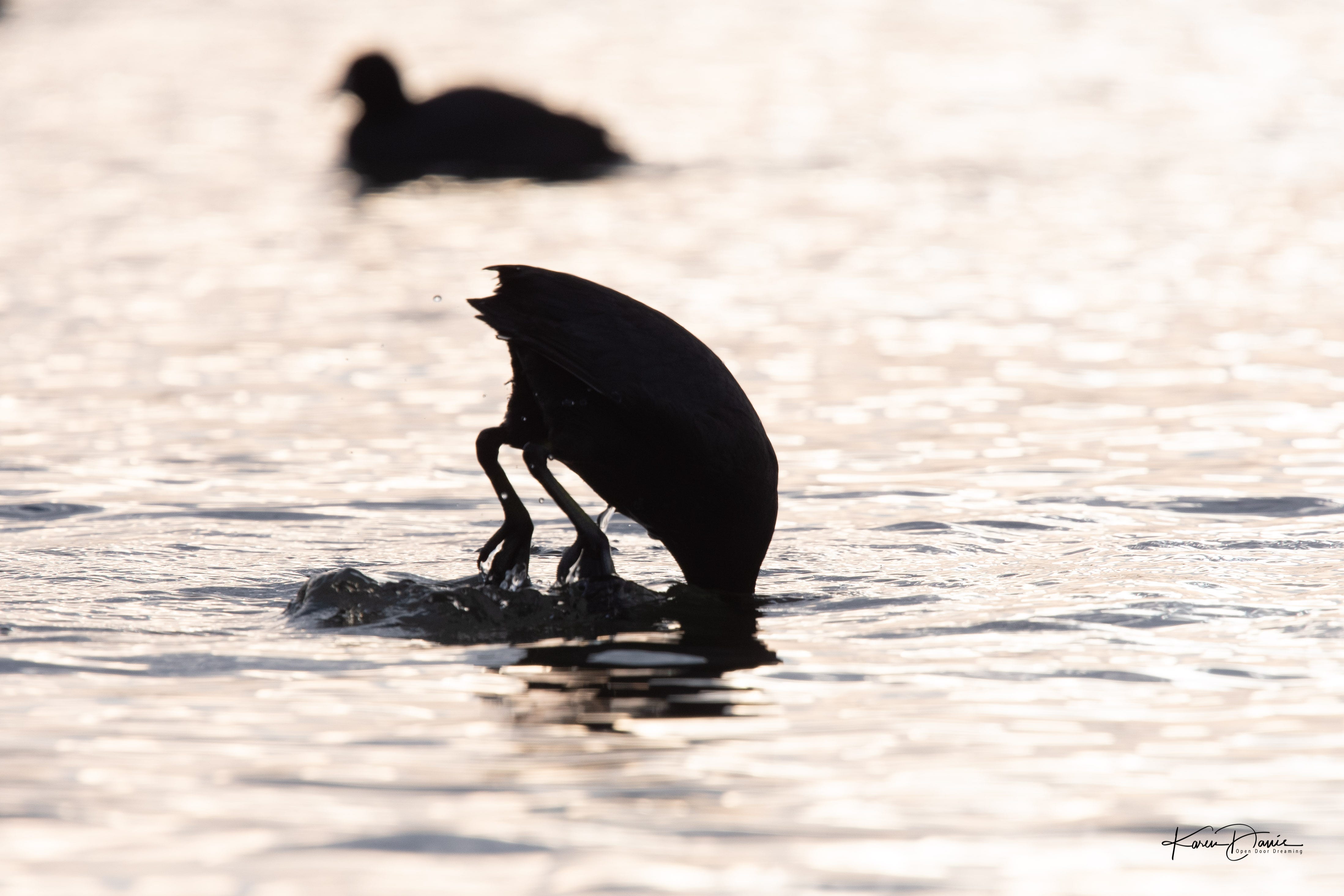 The Cootie Portal - by Karen Davis - Life in the Real World