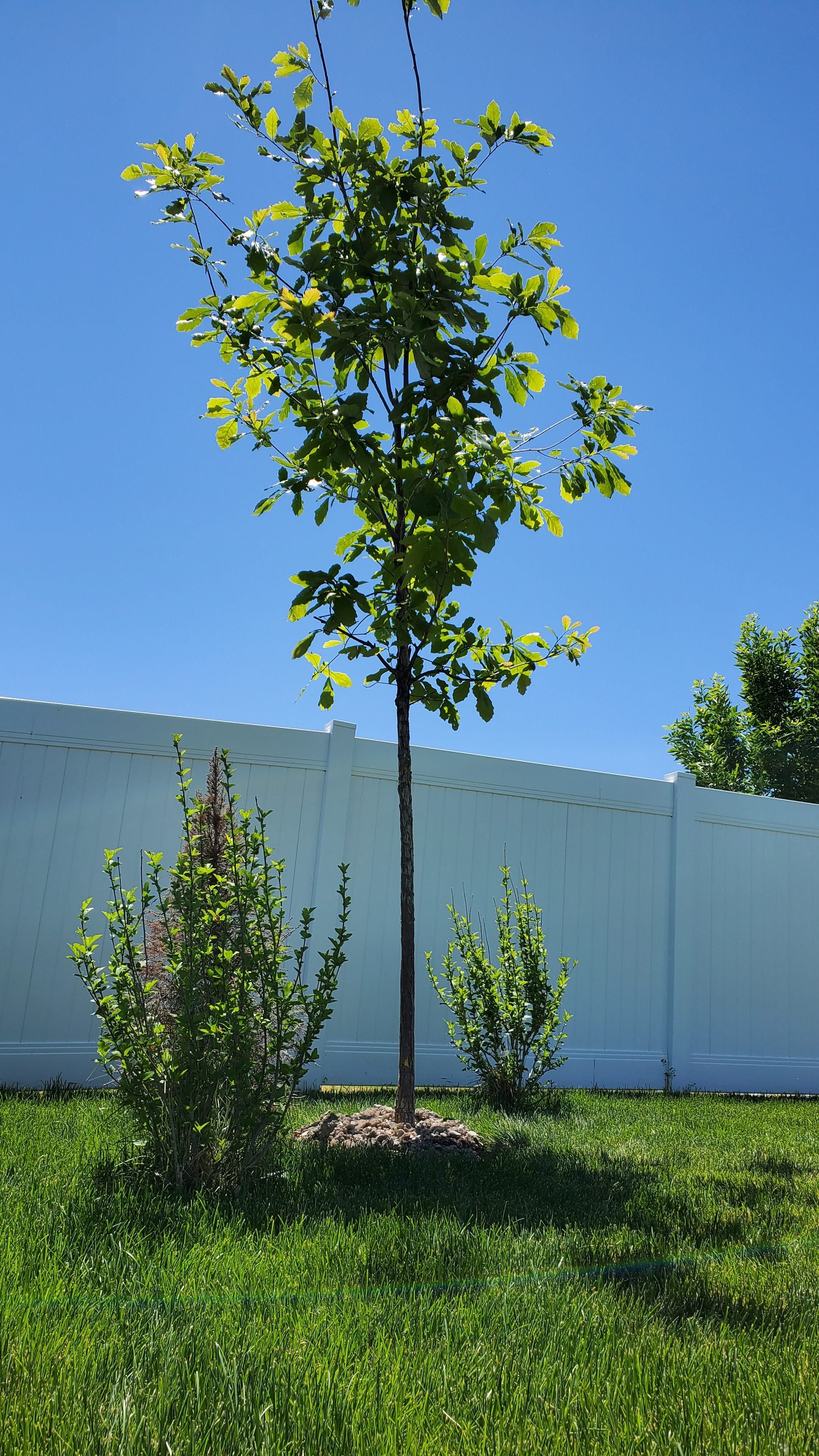 Planting Trees - by Kyle Evans - Prodity: Product Thinking