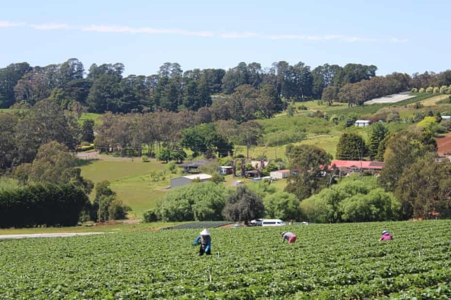 Australian ASEAN Farm Worker Visa Runs Into Flak