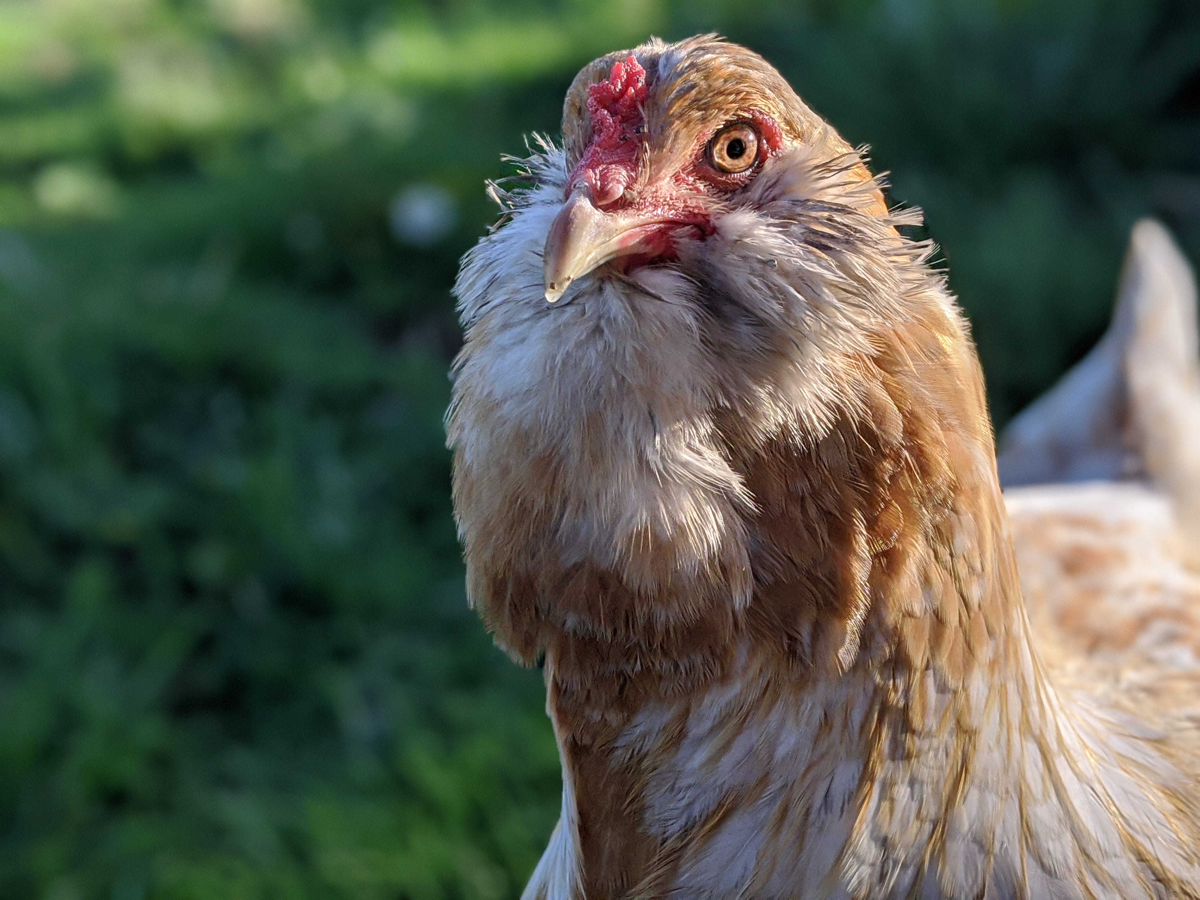 A Bird's Eye View - by AC Shilton - AffirmationChickens