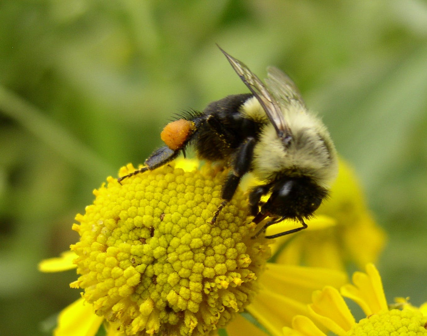 The Buzz on Bumble Bees - by Lolly Jewett - The Bees' Knees