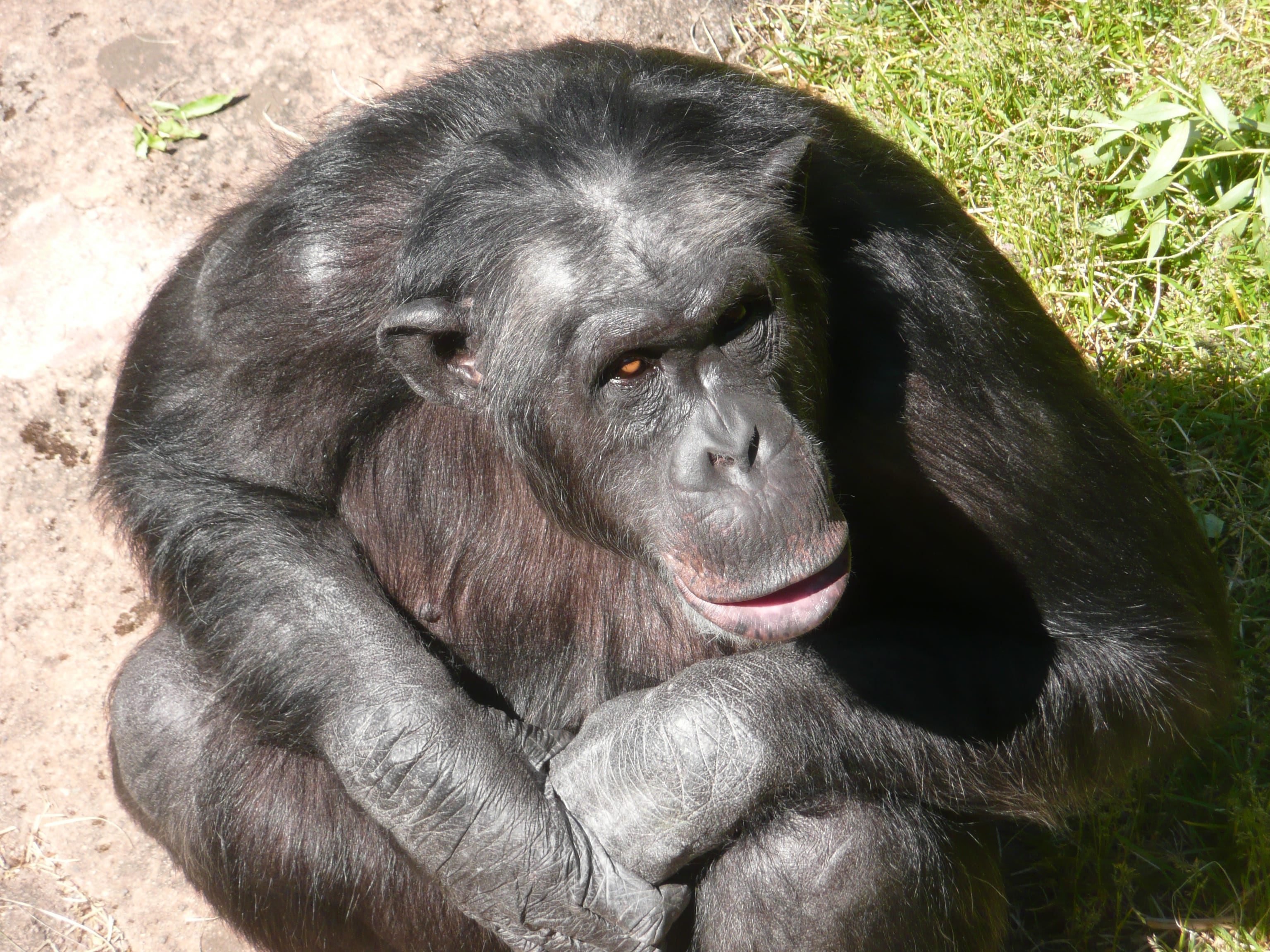 The mischievous plans of Santino the chimp