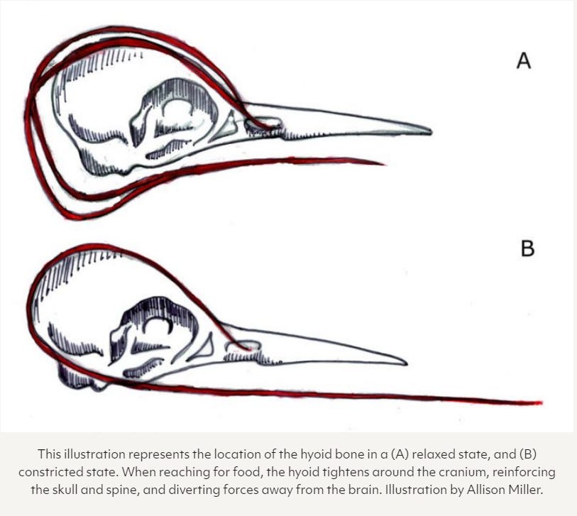 Woodpecker Tongue Anatomy Why Don't Woodpeckers Have Brain Damage?