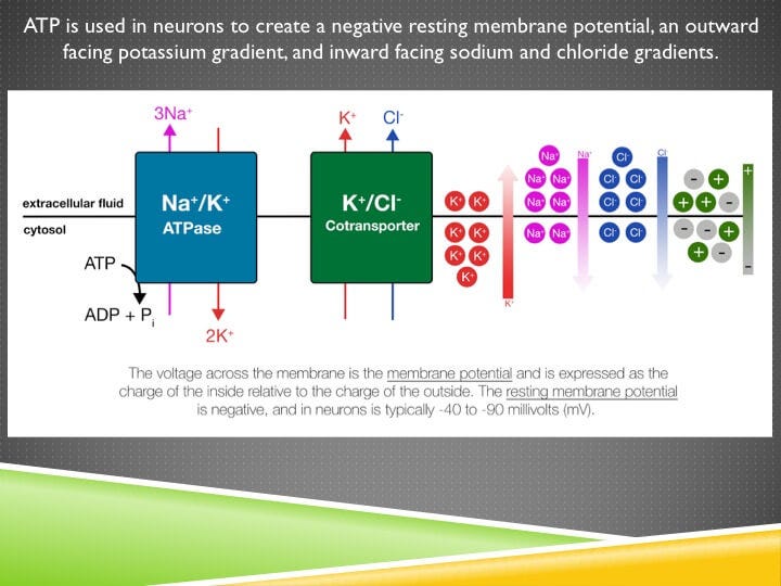 39. How Neurons Get Excited - by Chris Masterjohn, PhD