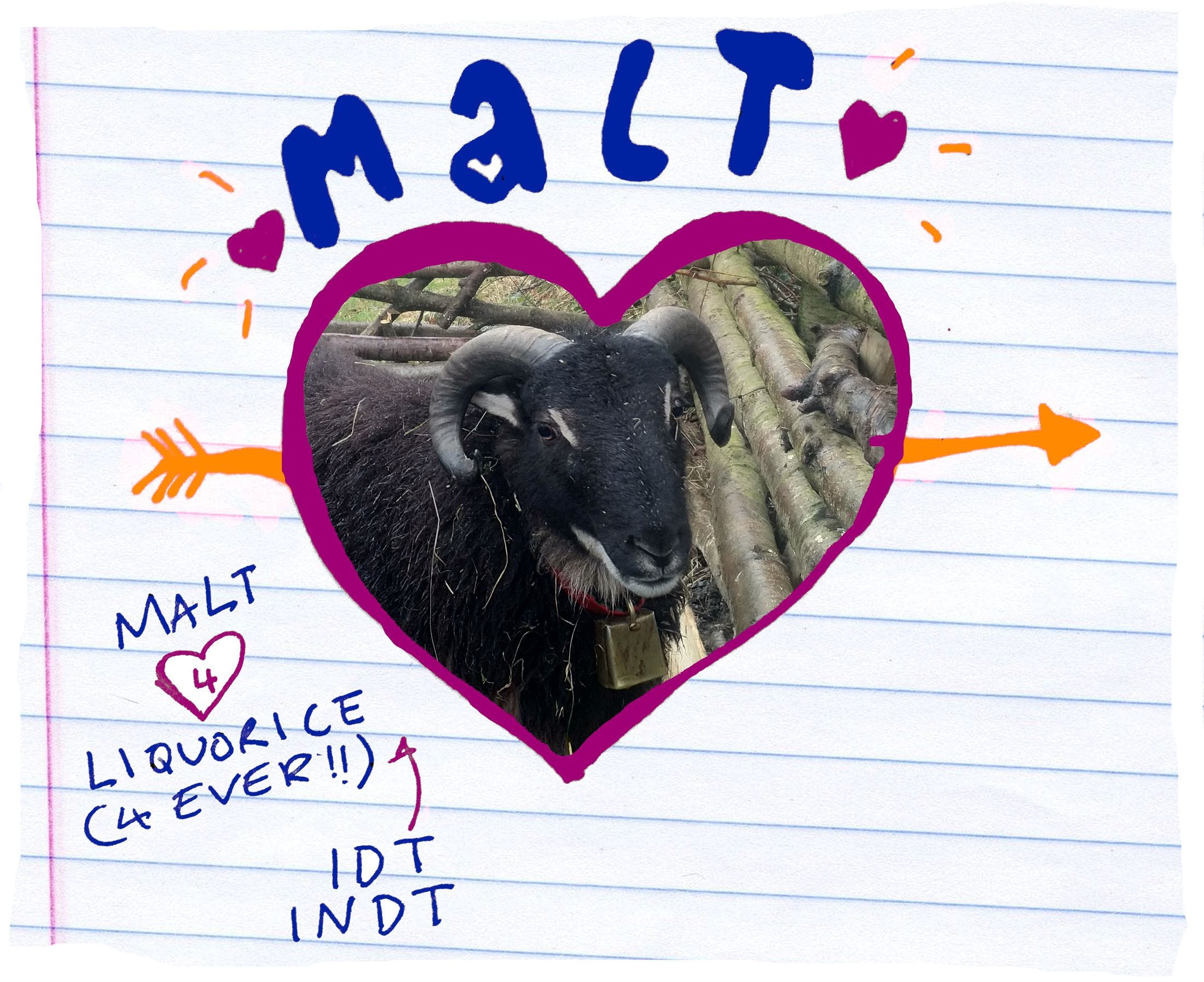 An Introduction to Goat Wisdom - Walking with Goats