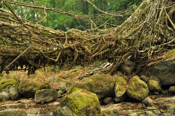 The amazing living root bridges of Meghalaya