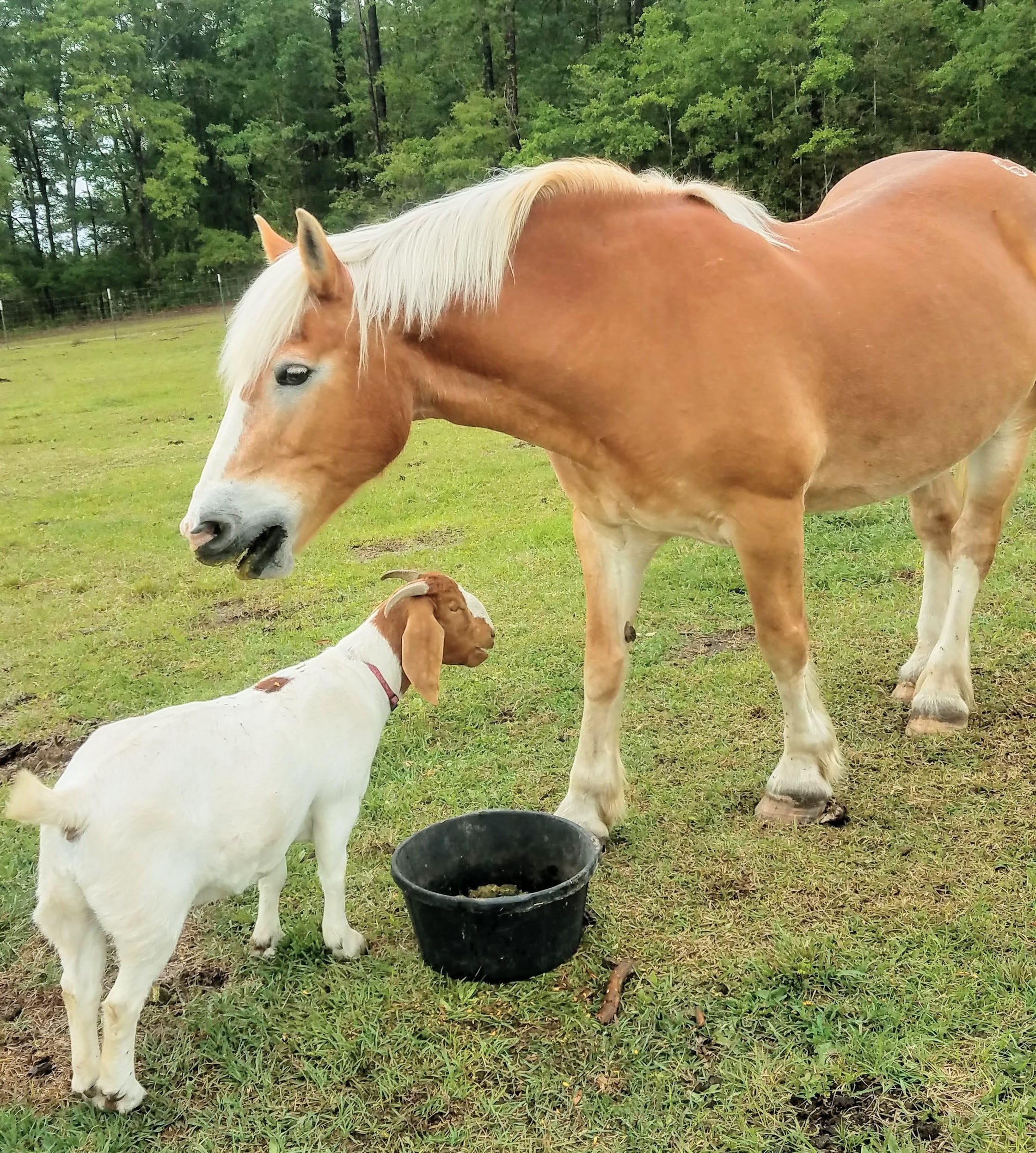 Dispatch Newsletter | Katie | Substack