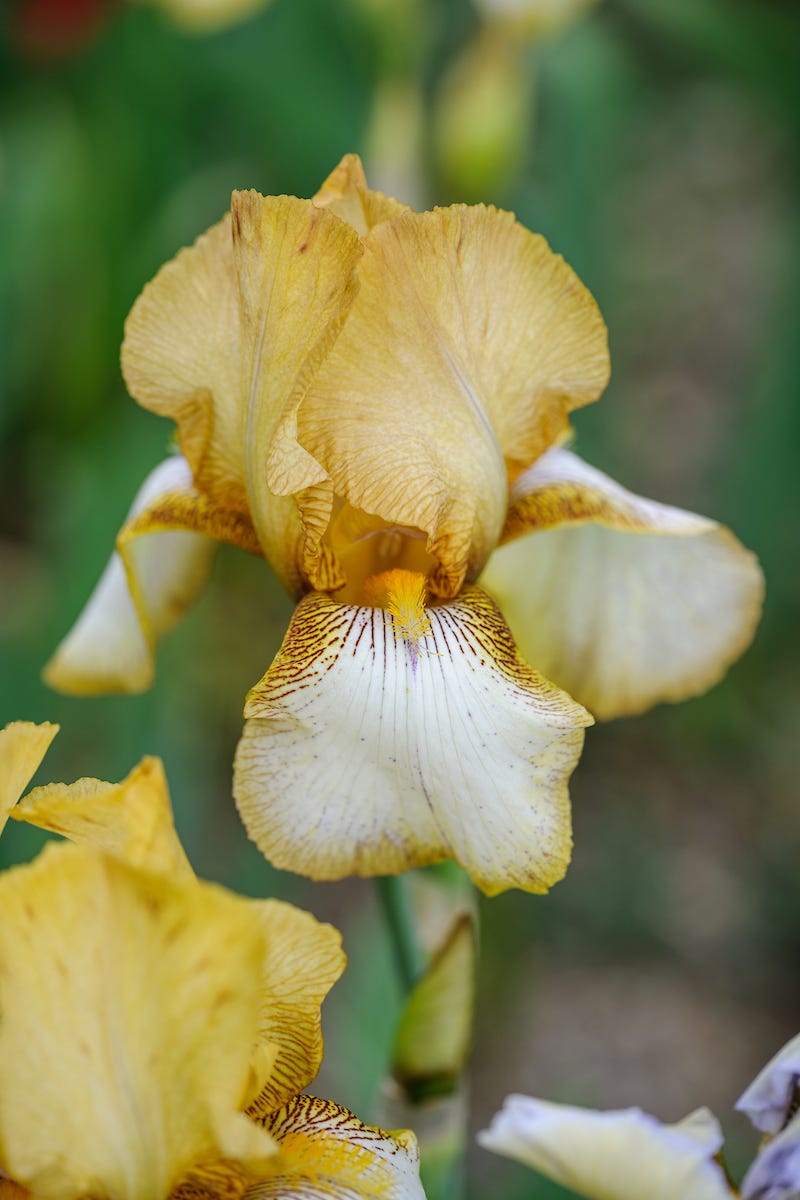Benton irises - by Lucy Bellamy - Garden & House
