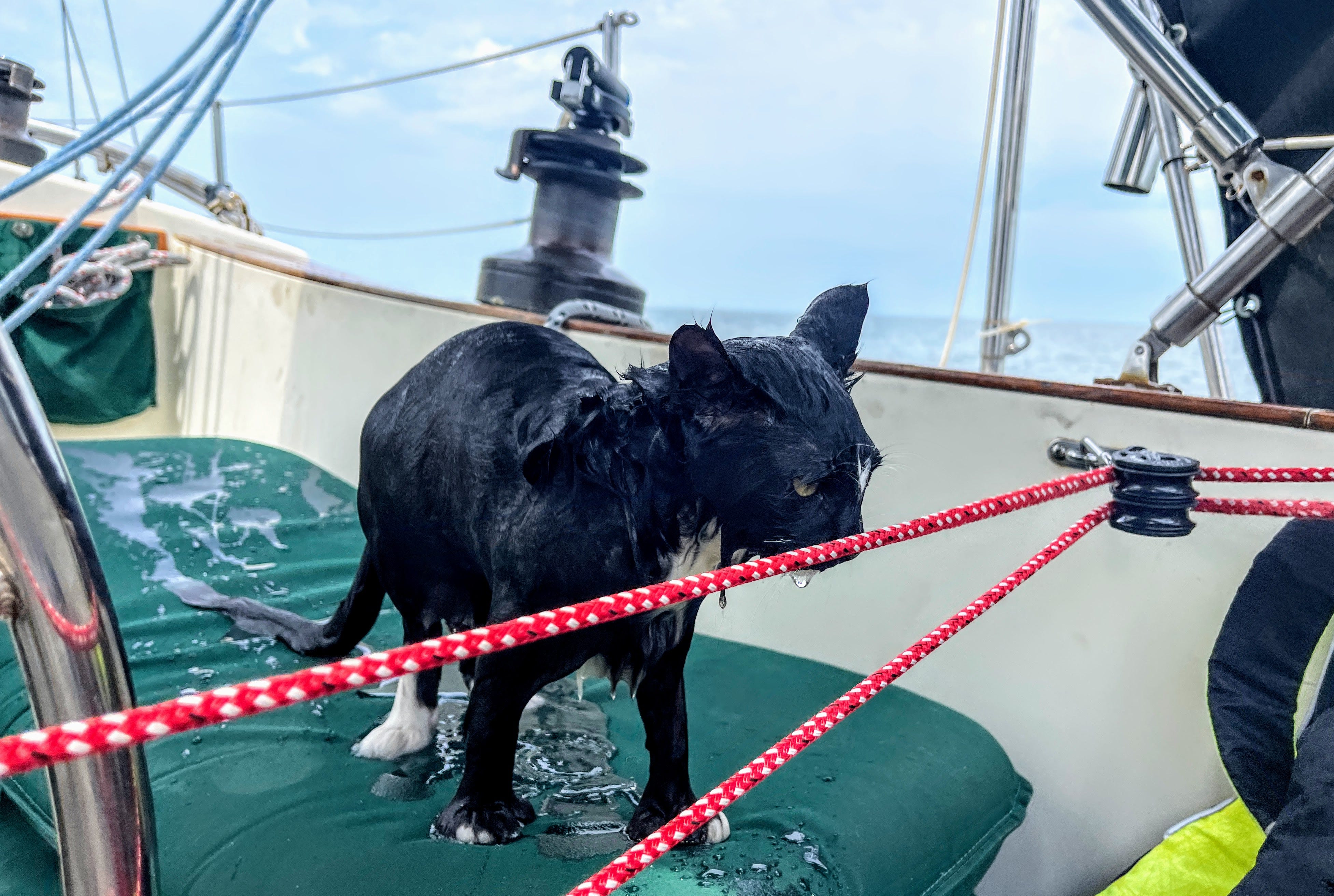 The Ninth Life Of Pilar - by Bill Blevins - Sailing Avemar